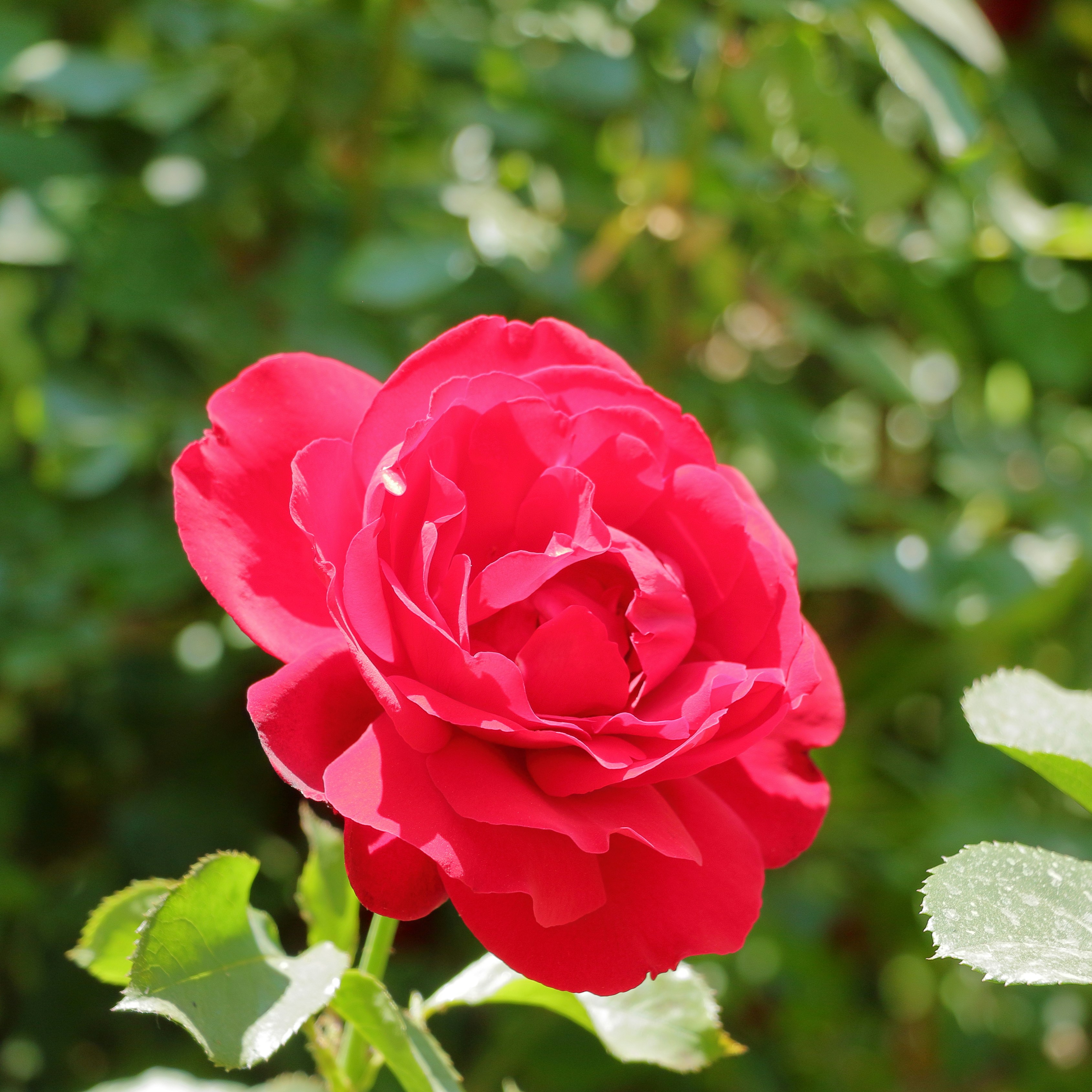 Vivid Rose in Morning Light, Center Stage