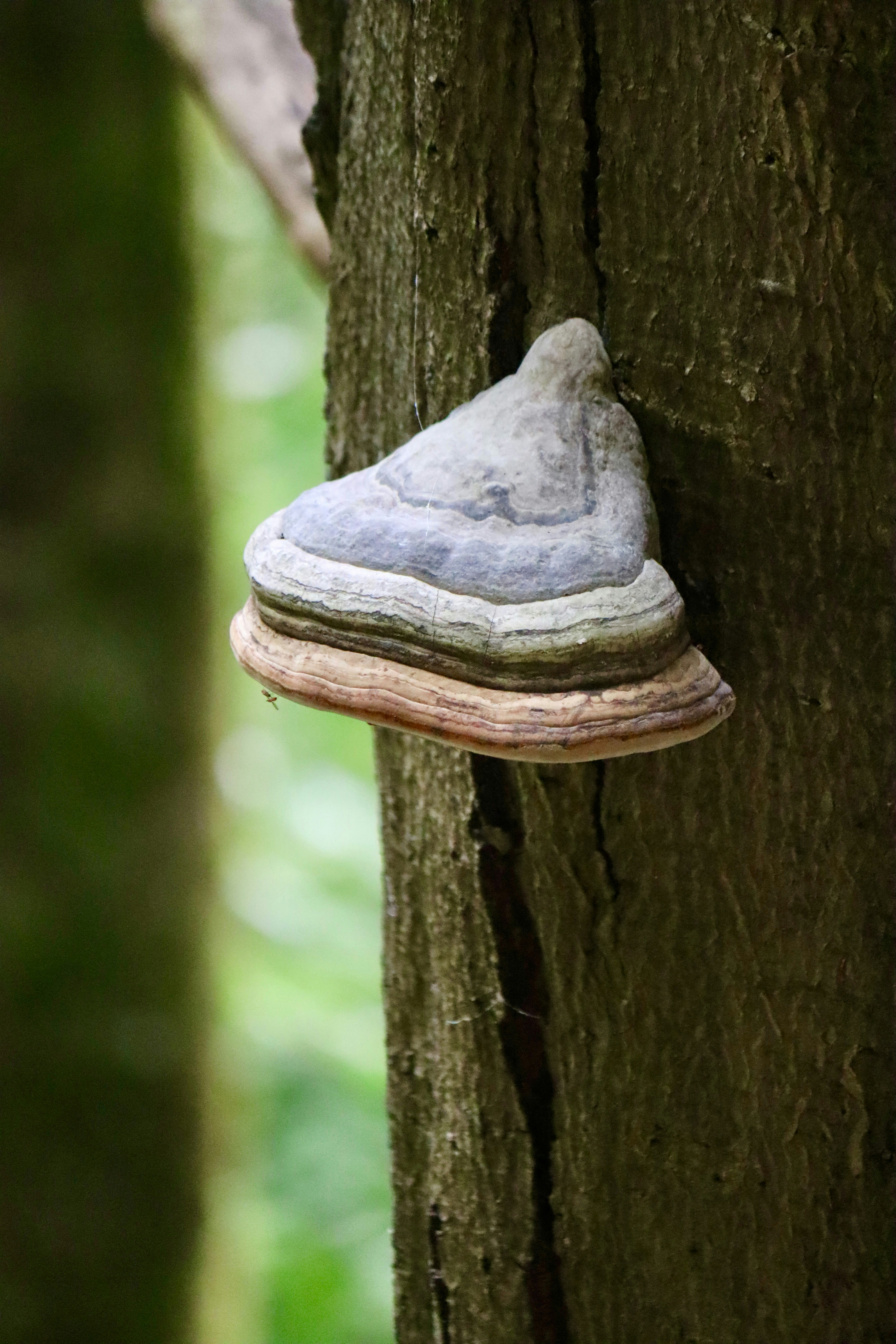 Bracketed Fungus on the Trunk: A Slow-Blooming Shelf in Quiet Light