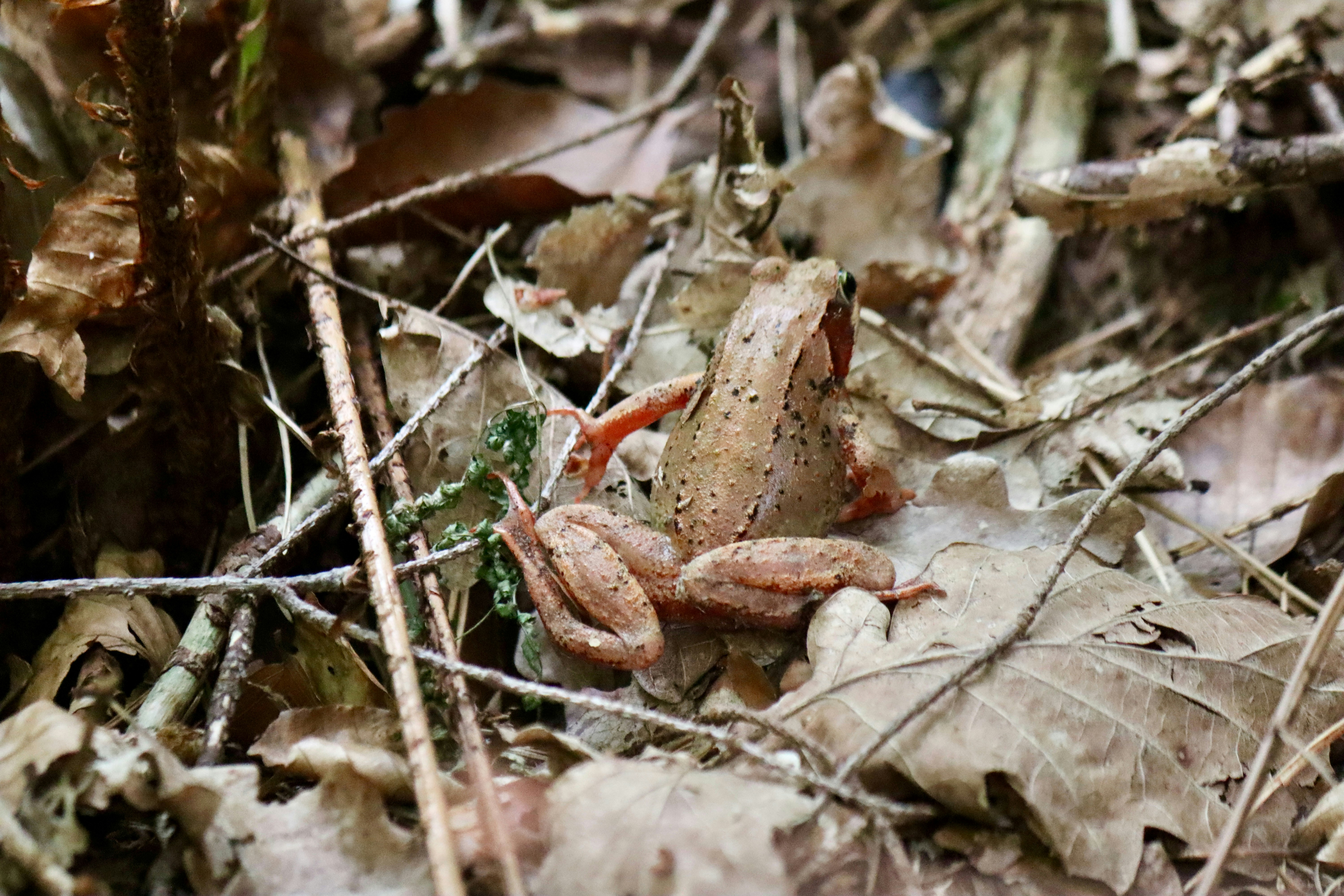 Hidden Nutburrow: A Cluster of Seed Pods Among Autumn Debris