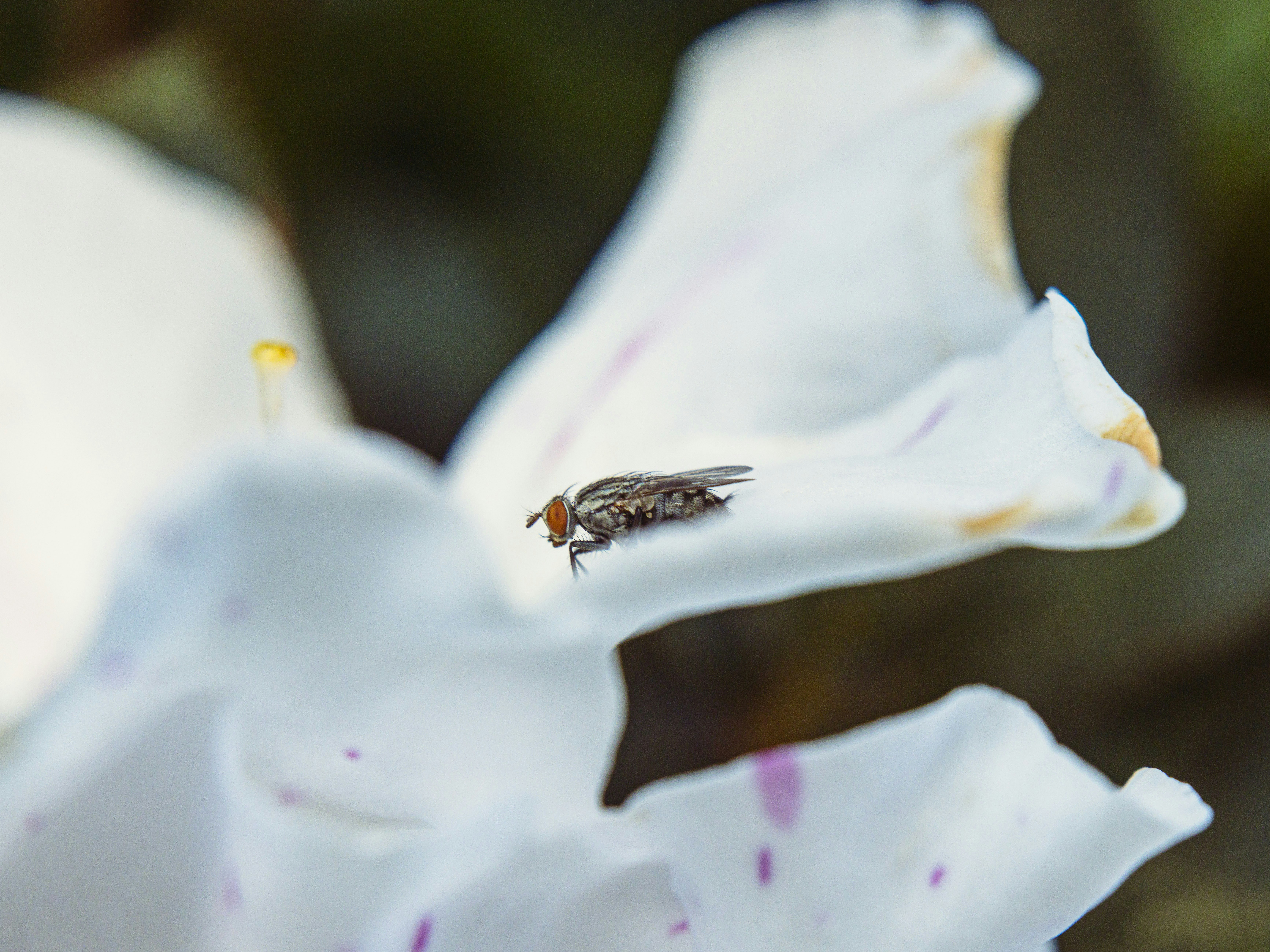 Tiny Navigator on White Petal: A Fly Traversing a Bloom