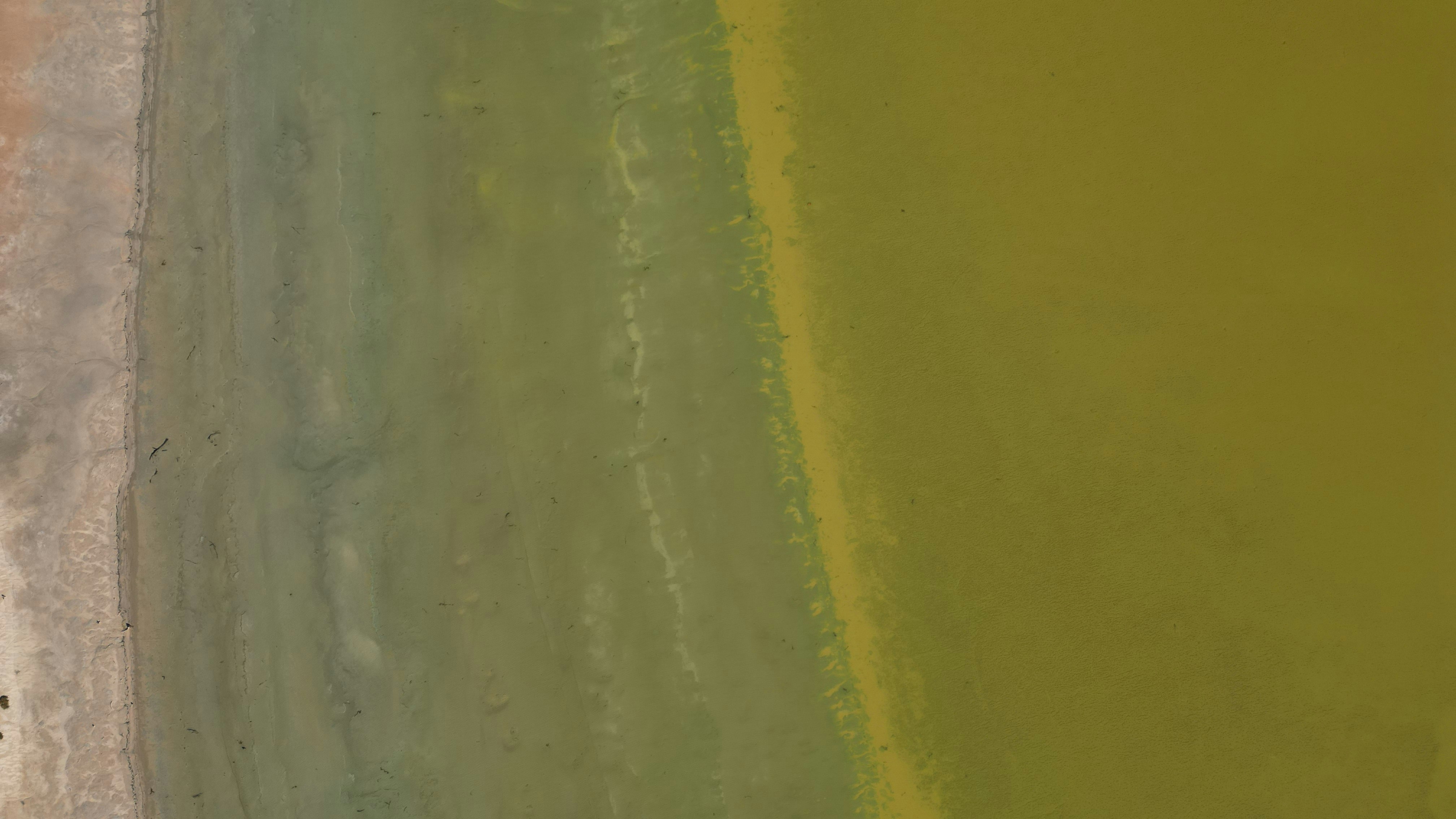 Yellow-green shoreline transition from concrete to tidal water