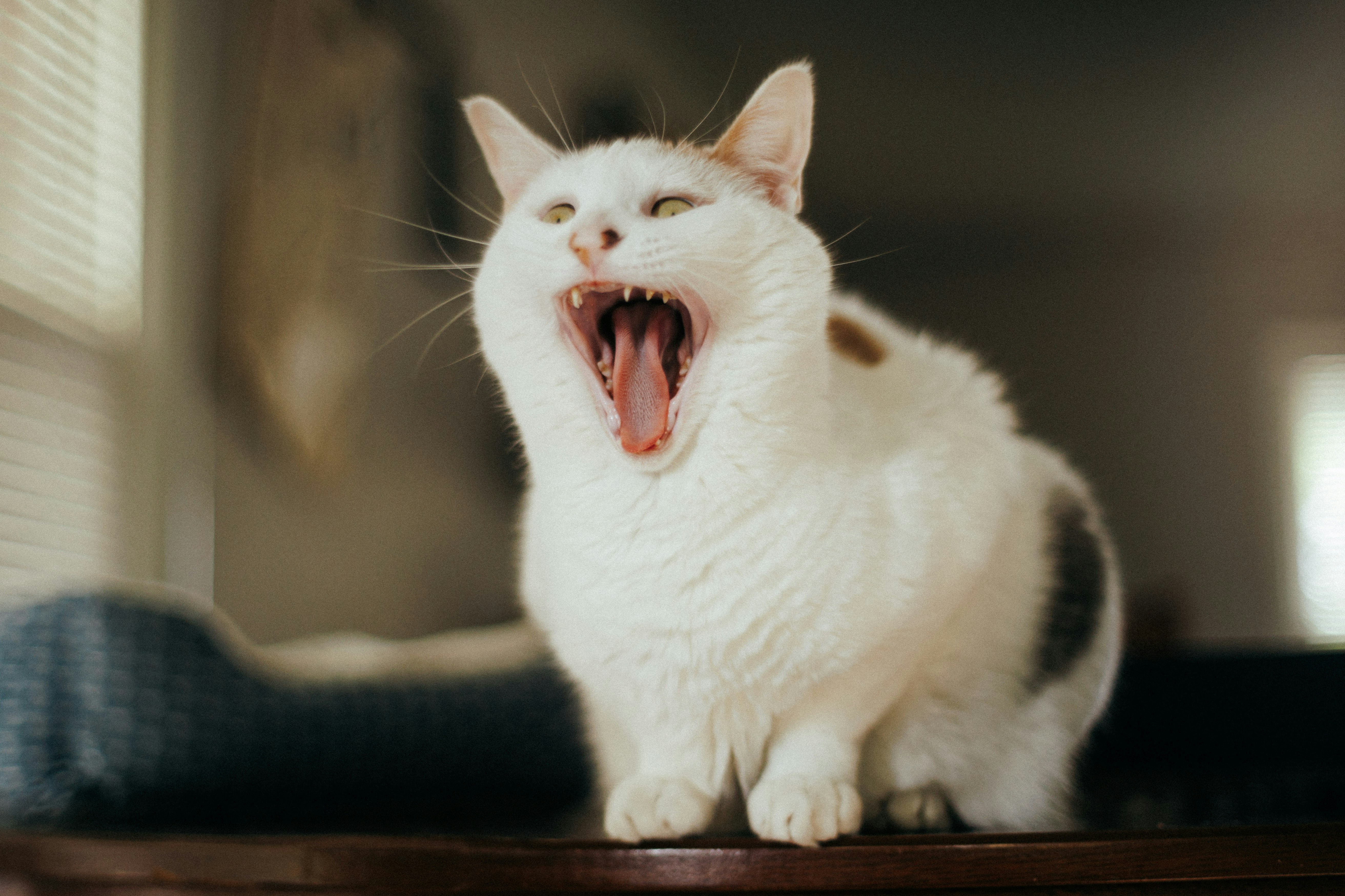 Yawning Whiskers: A White-Furred Moment of Cat Charisma