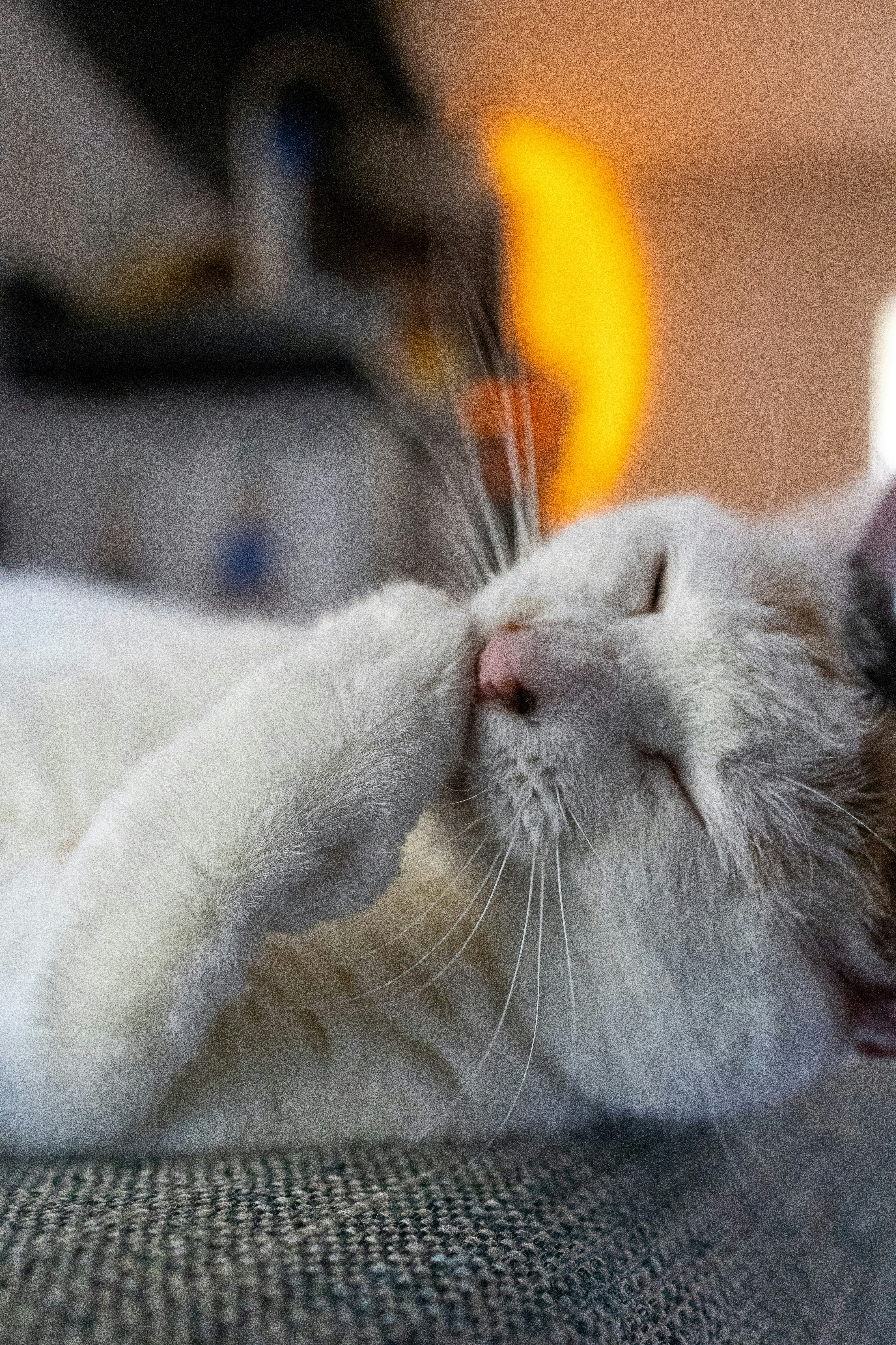 Sleepy Whiskers: a Cozy Cat Portrait in Soft Evening Light