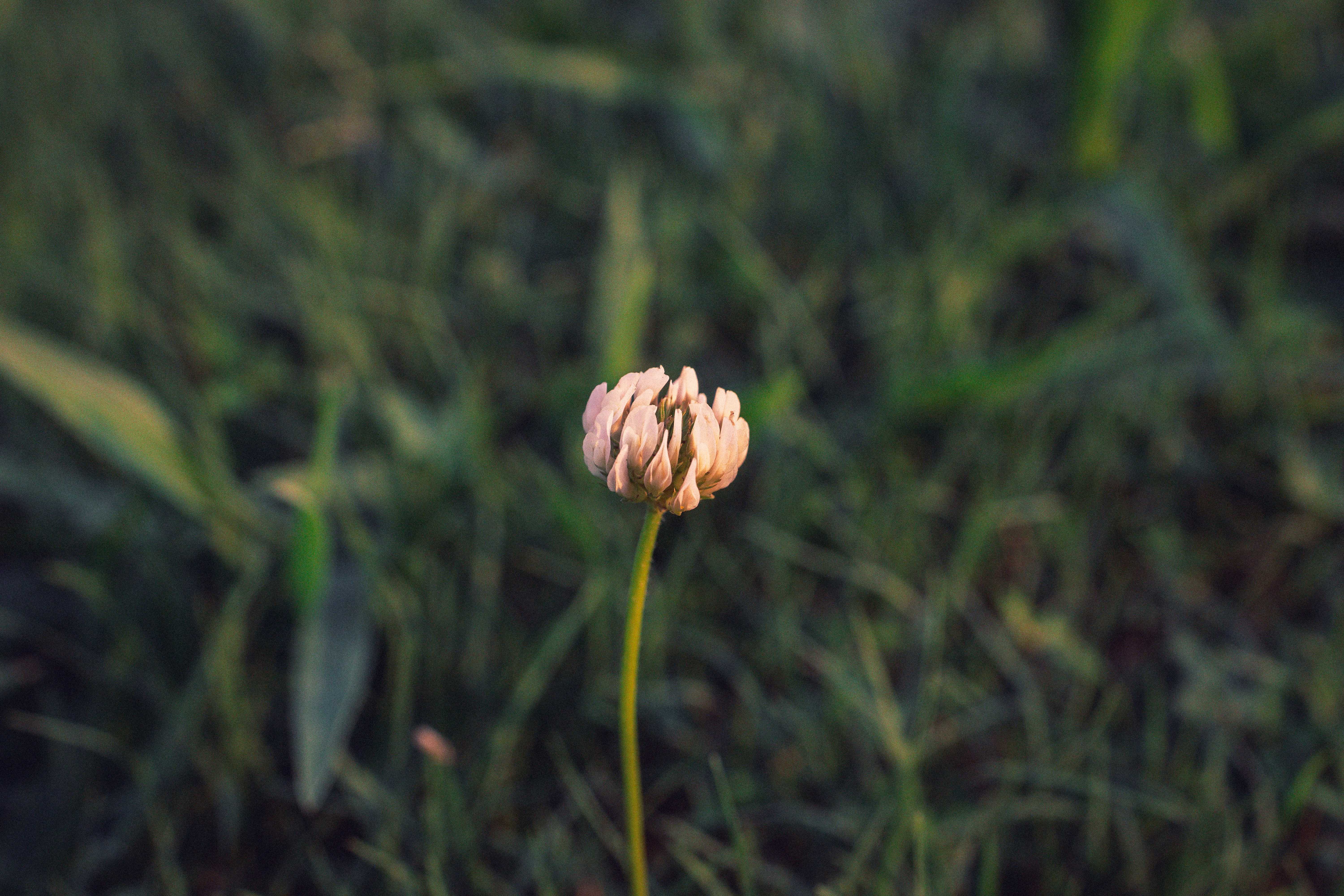 Fragile Bloom in a Quiet Meadow