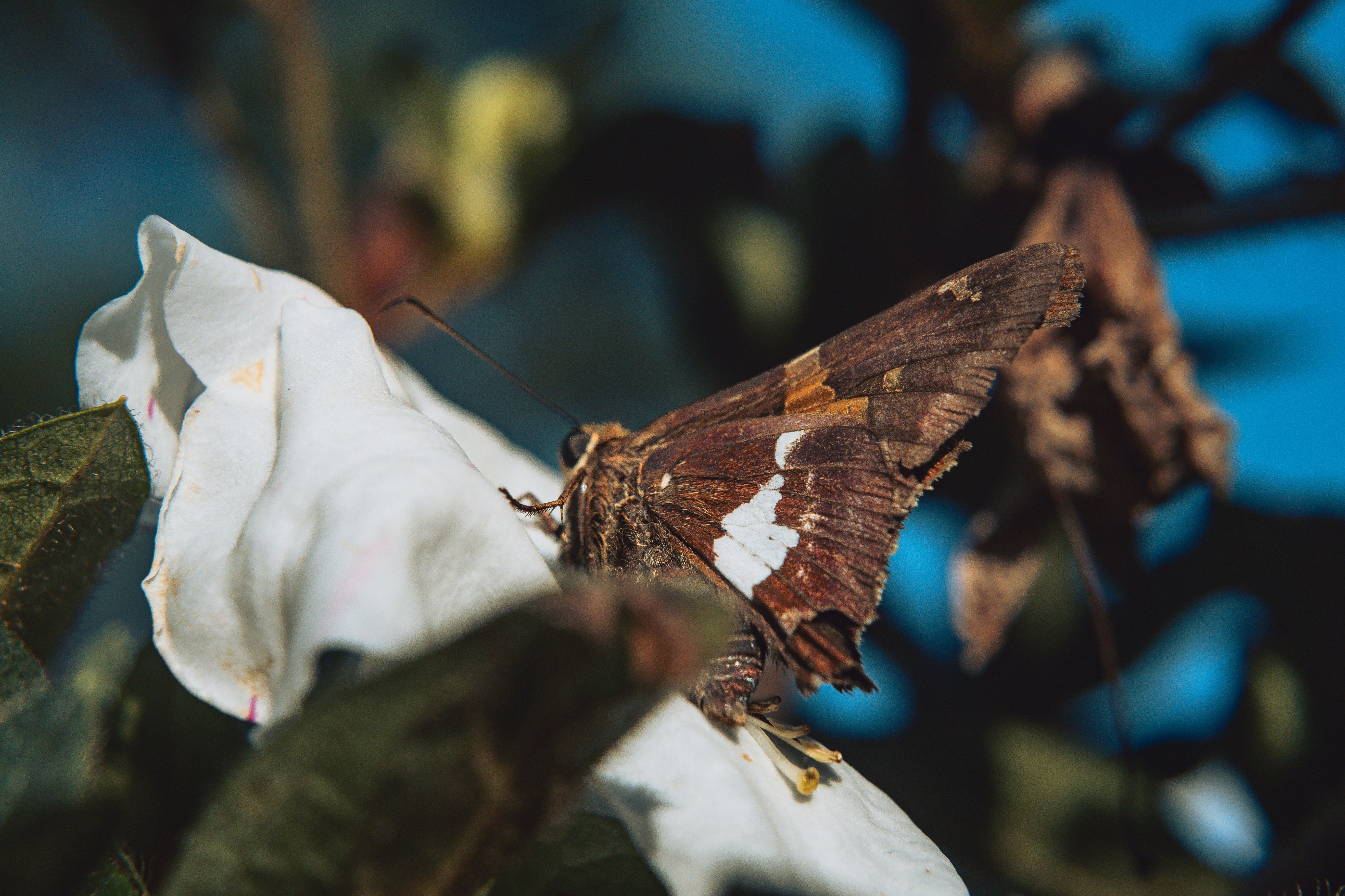 Brown butterfly resting on a white flower amid blurred foliage