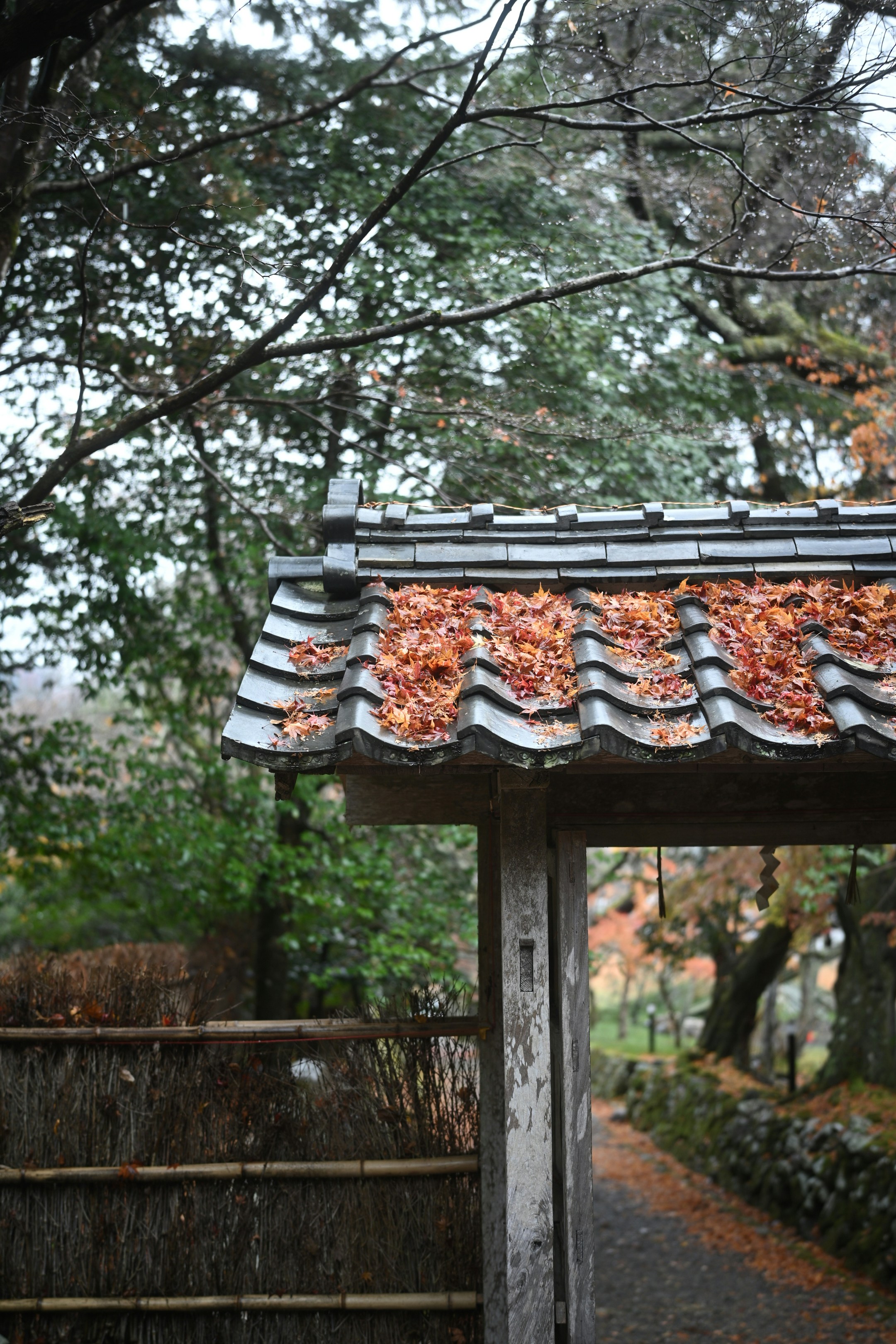 Autumn Roof Mosaic: Fallen Leaves on a Tiled Overhang