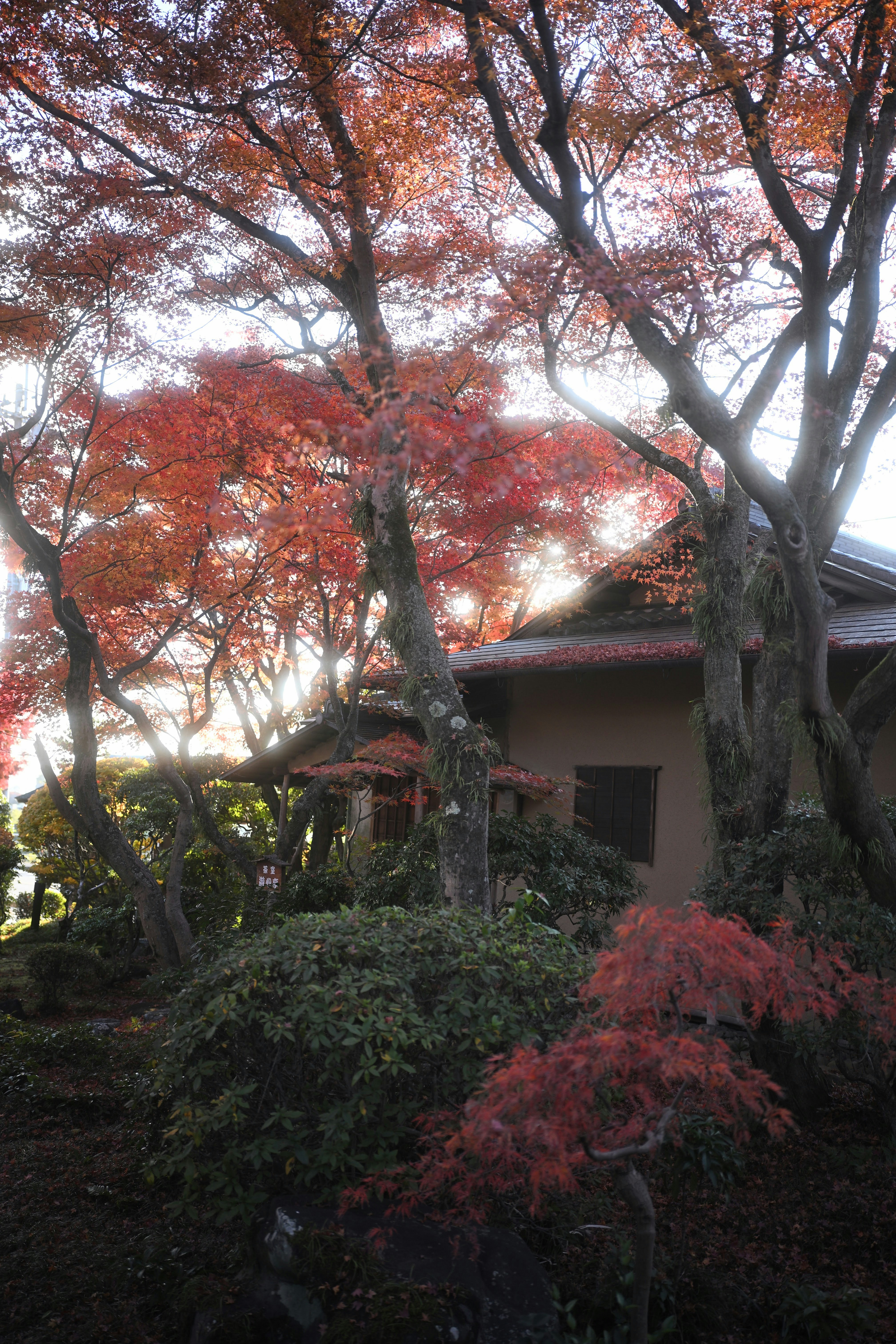 Autumn Canopy Over a Tranquil Cottage