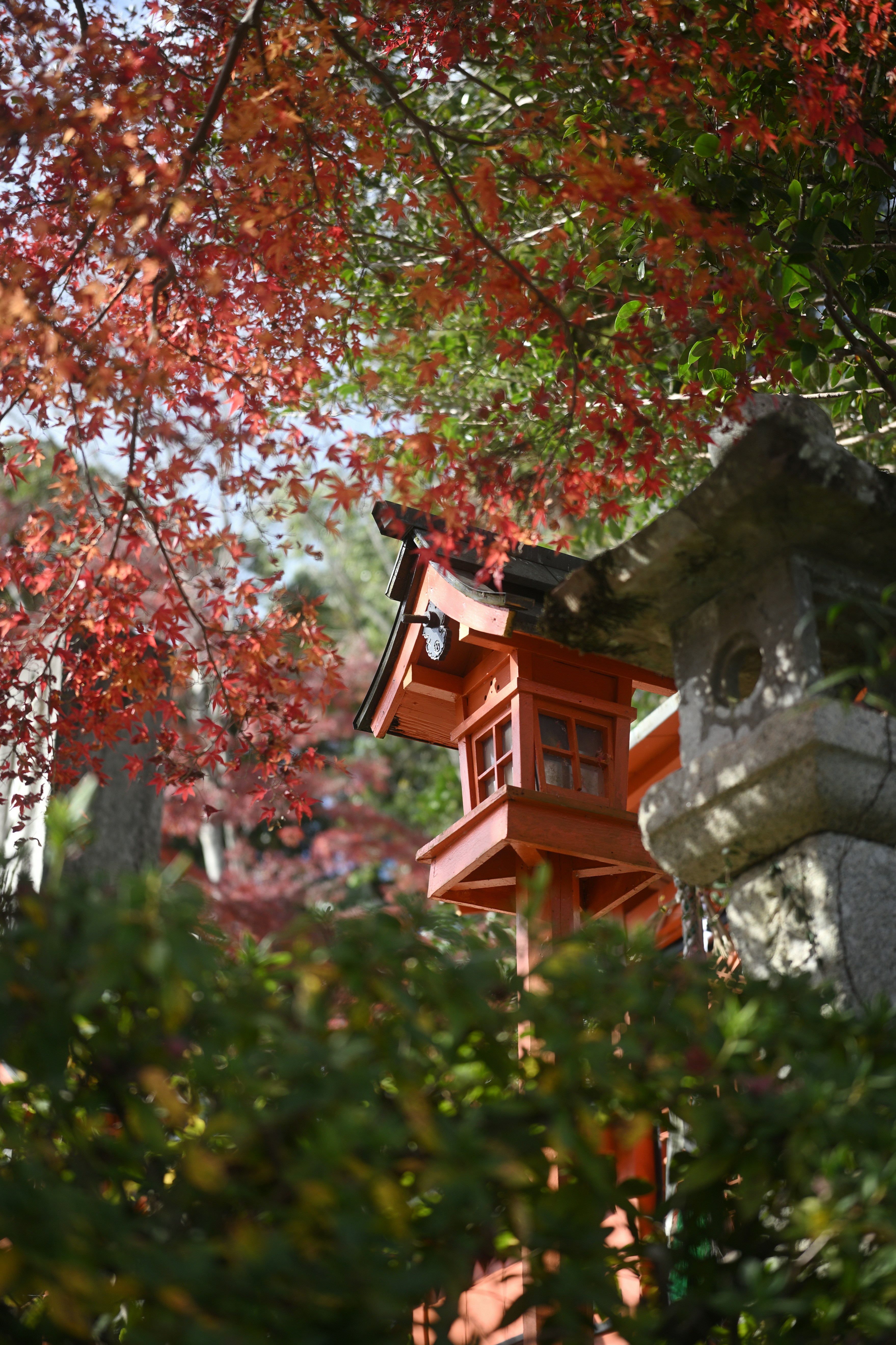 Red Maple Lantern in a Quiet Japanese Garden
