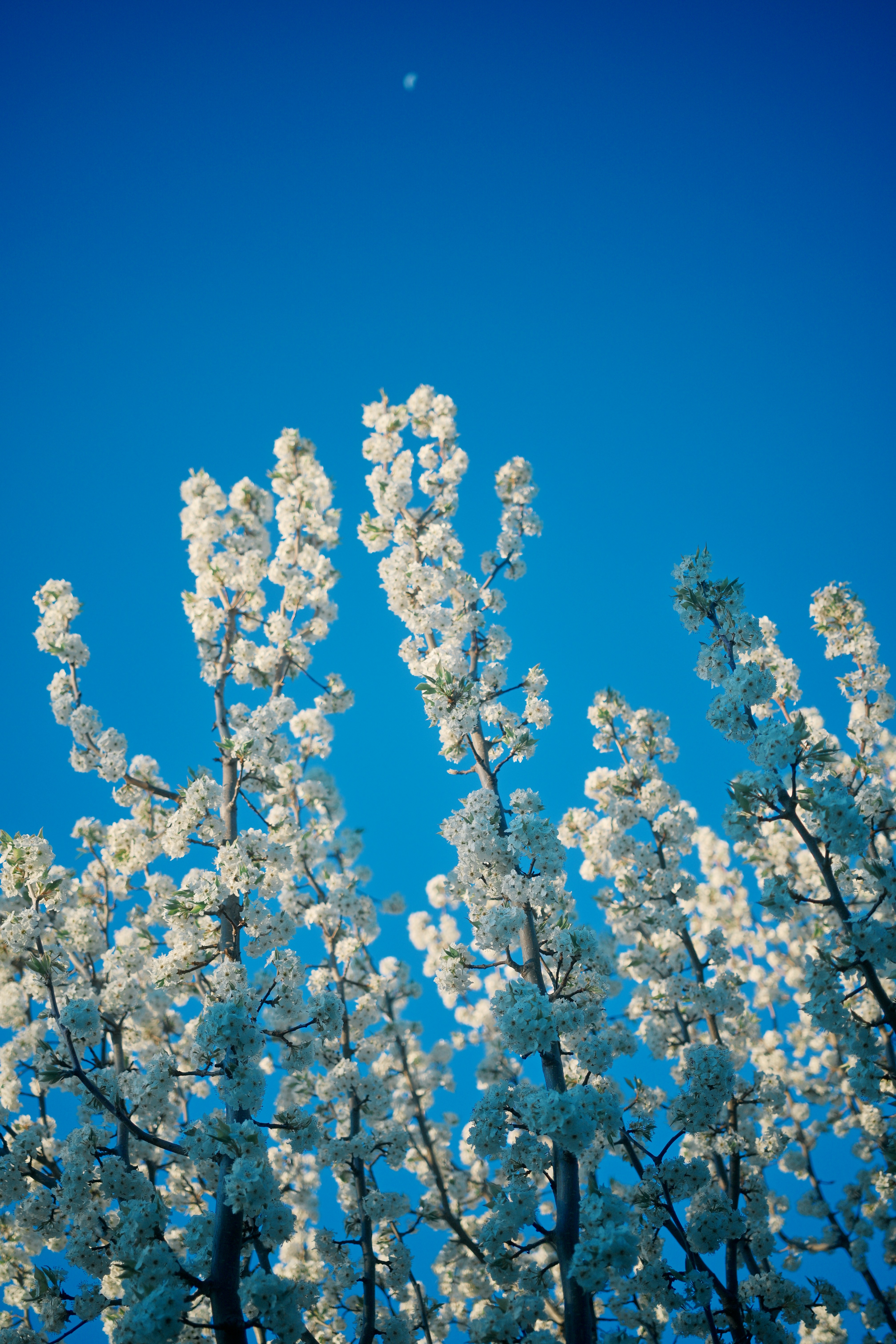 Blossoms against a Summer-blue Sky