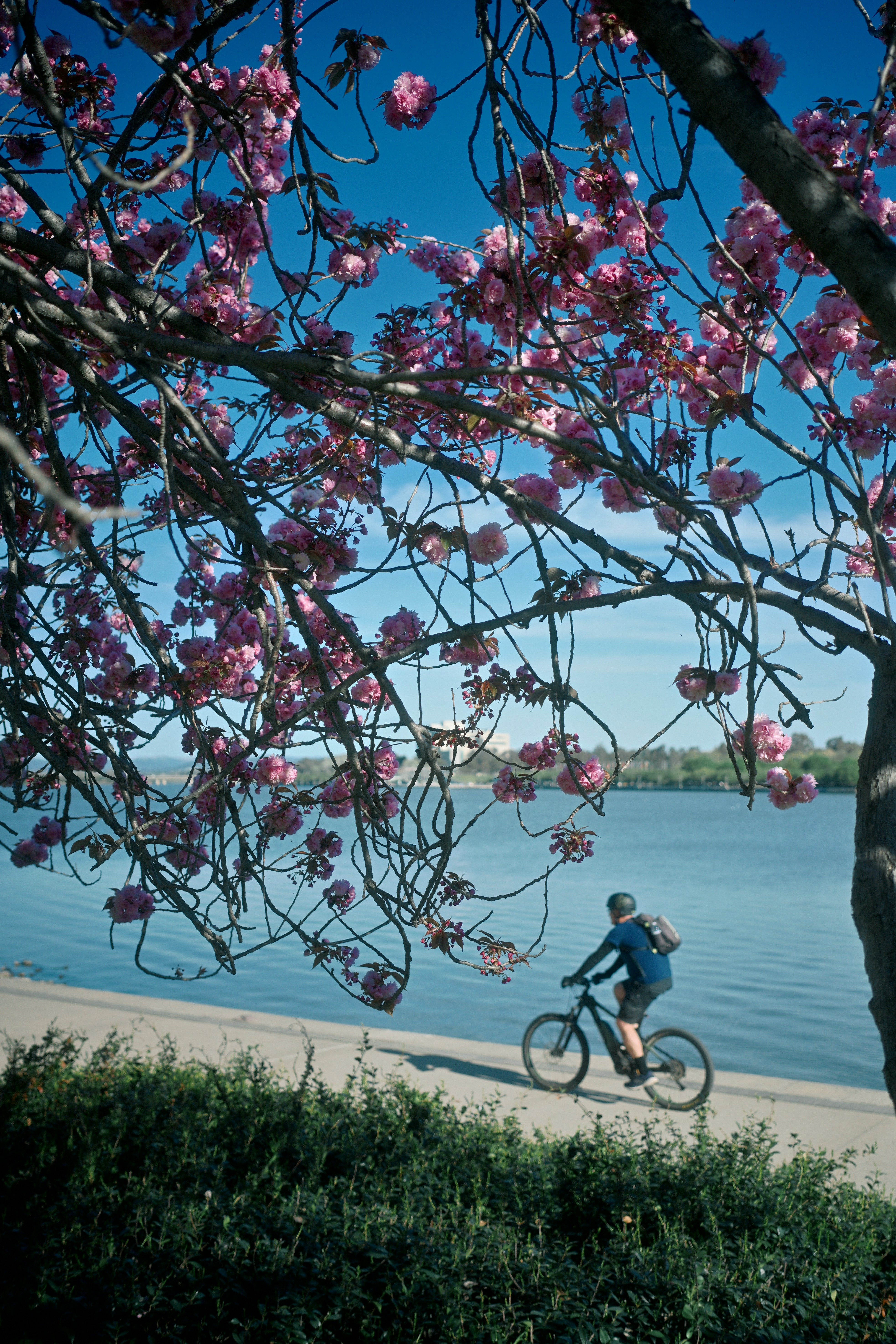 Blossoms Over the Bikepath by the Waterfront