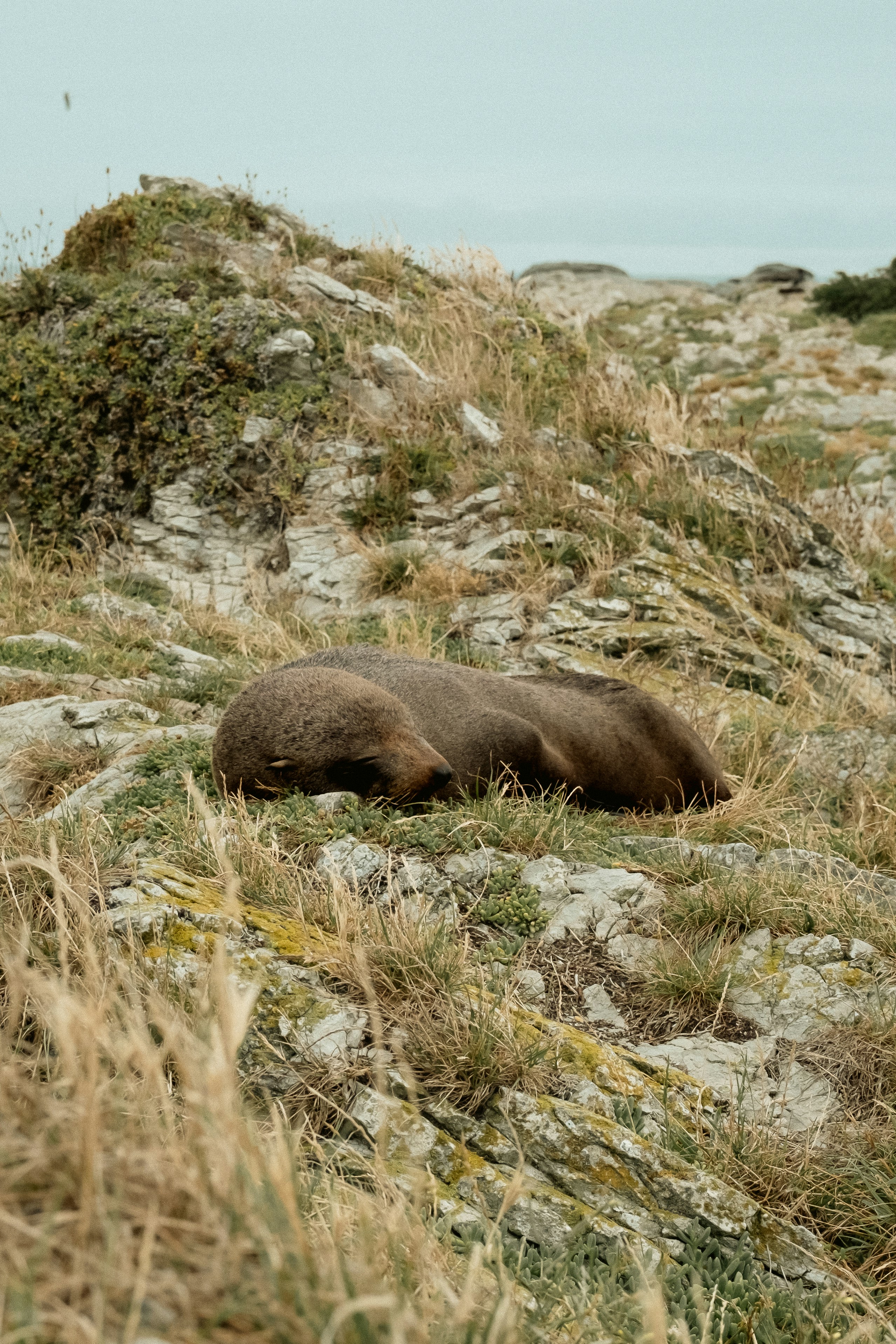 Coastal Slumber: A Sea Lion Rest Amid Tern grasses and weathered rocks
