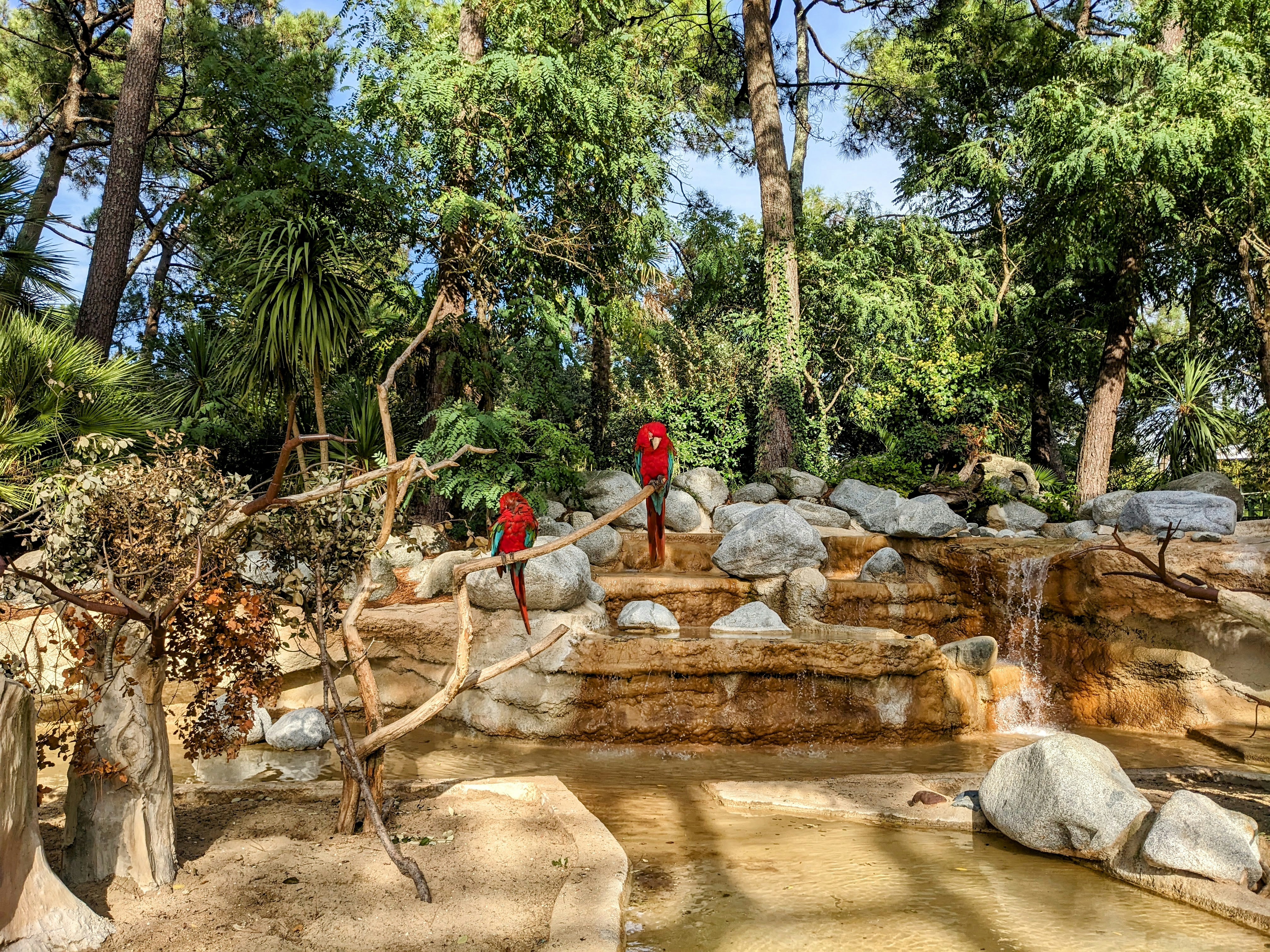 Red Macaws Among Waterfall Steps in a Lush Garden