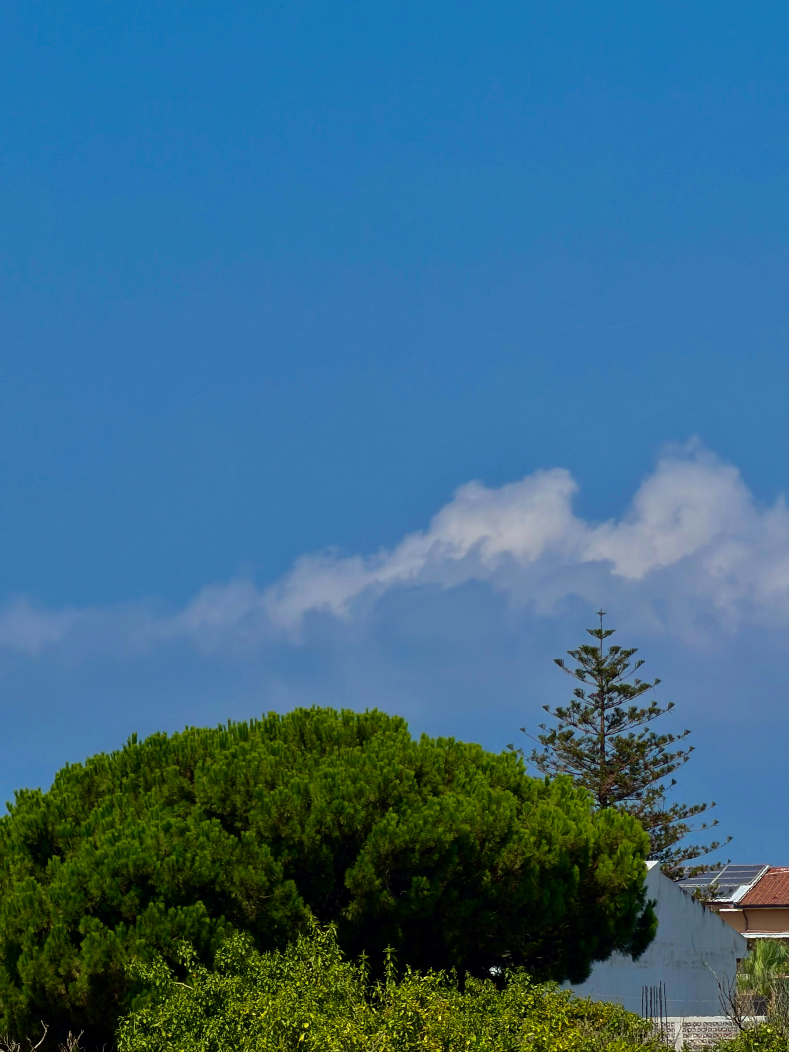Cypress silhouettes under a clear coastal sky