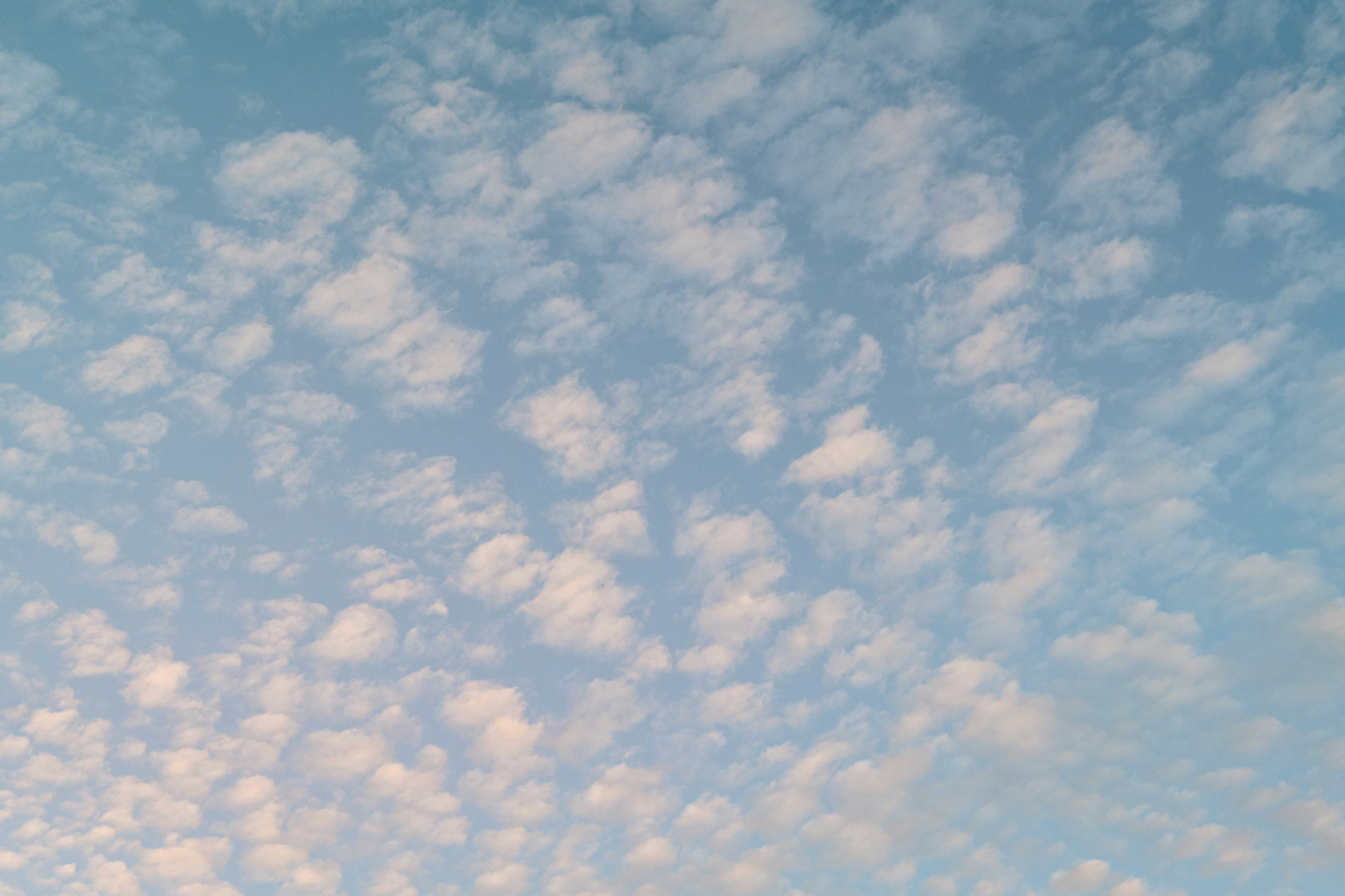 Soft Altocumulus Quilt Across a Sky-Blue Canvas