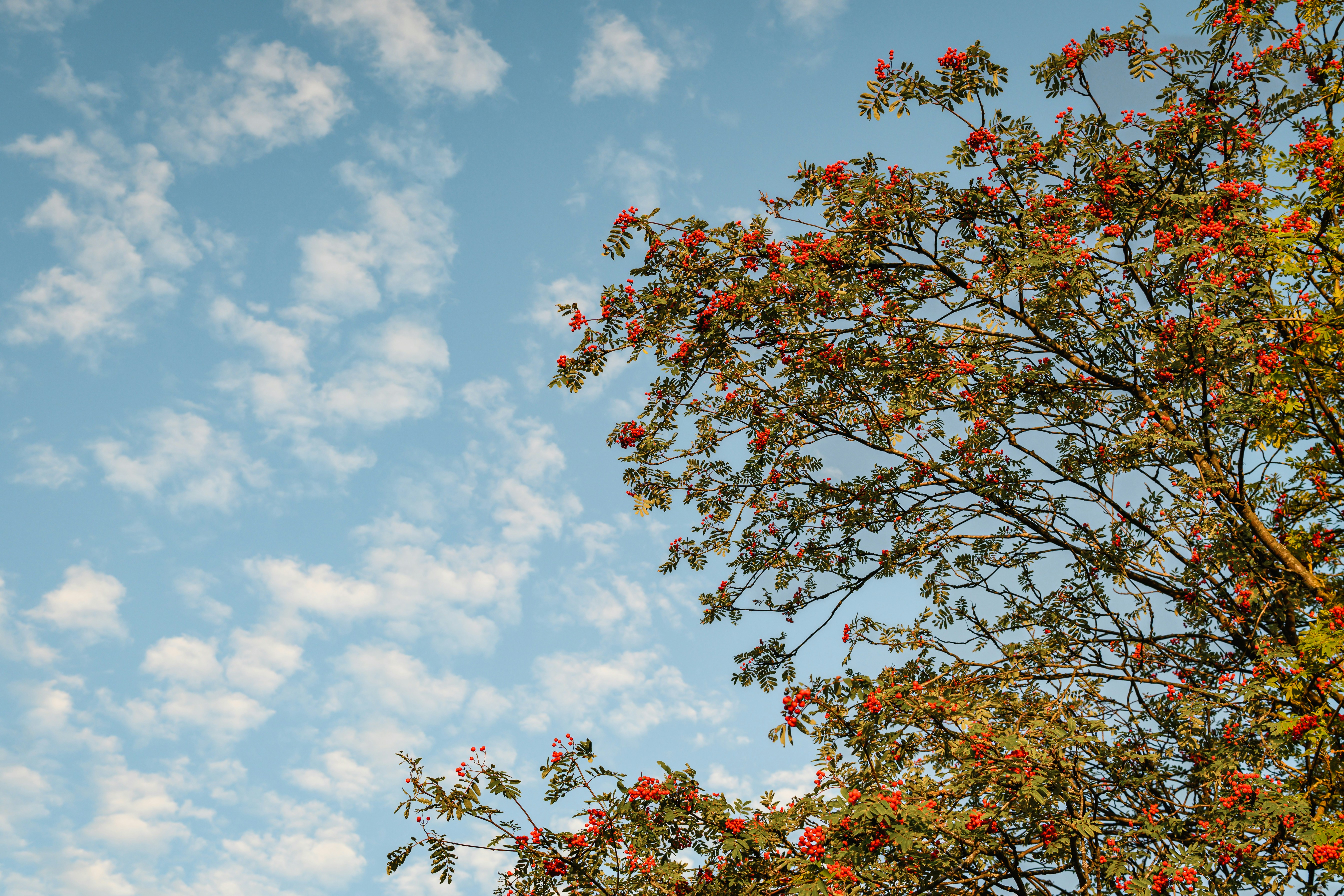 Tree branches with autumn blossoms against a bright blue sky; a calm outdoor scene with natural light.