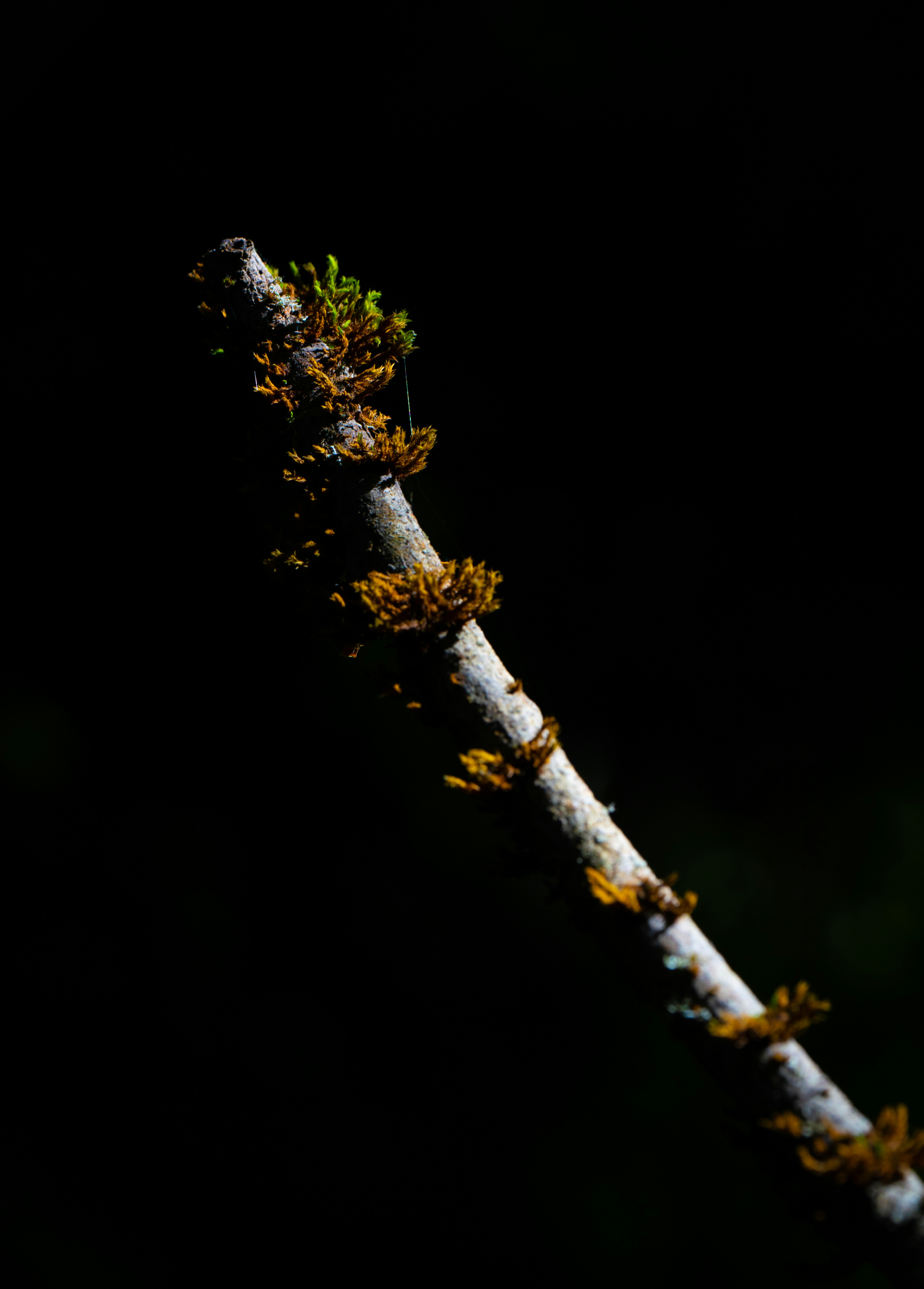 Lichen-clad twig Reaching into Darkness