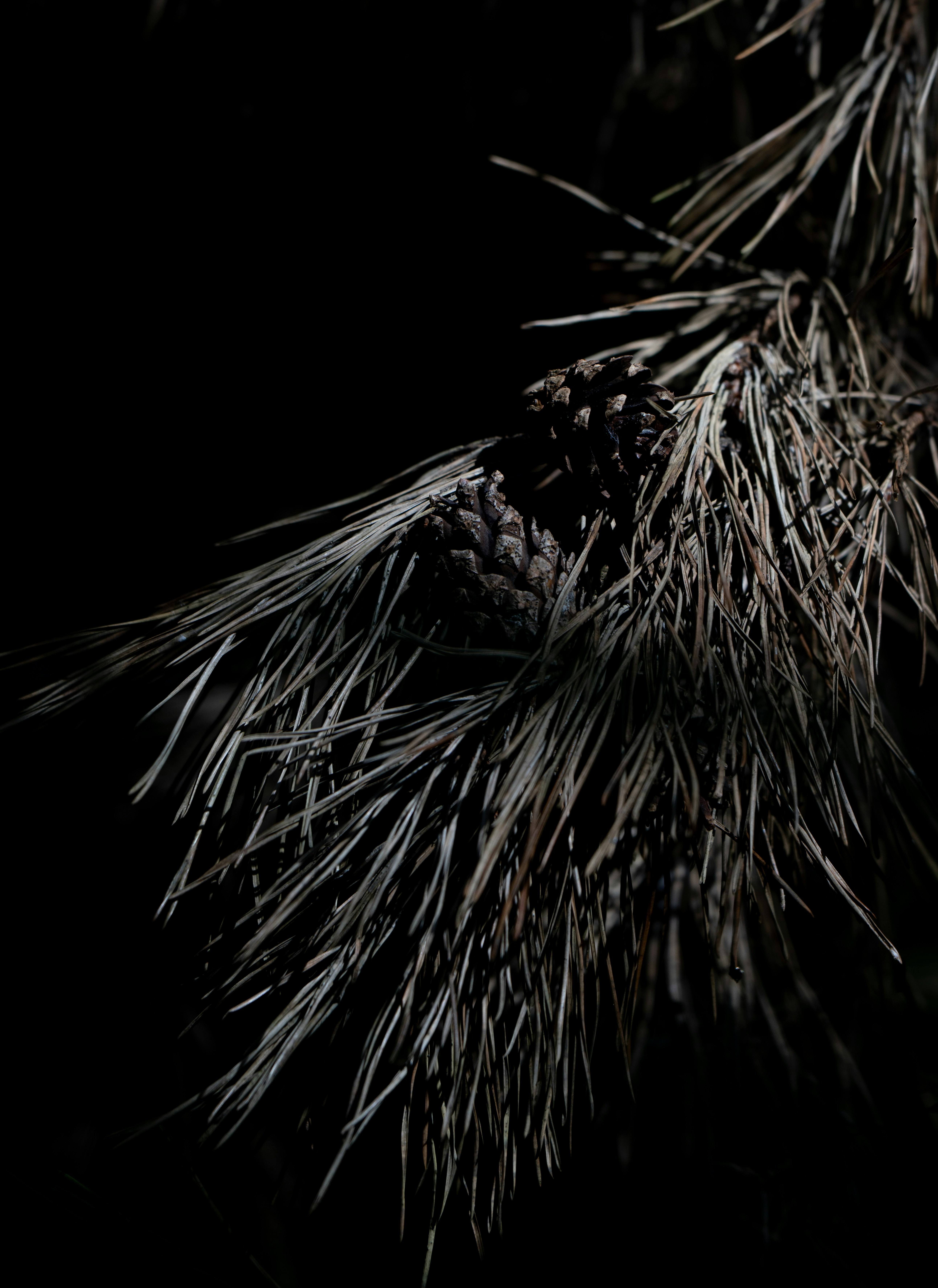 Pine Needle Nightfall: A Quiet Pinecone Nest in Shadow