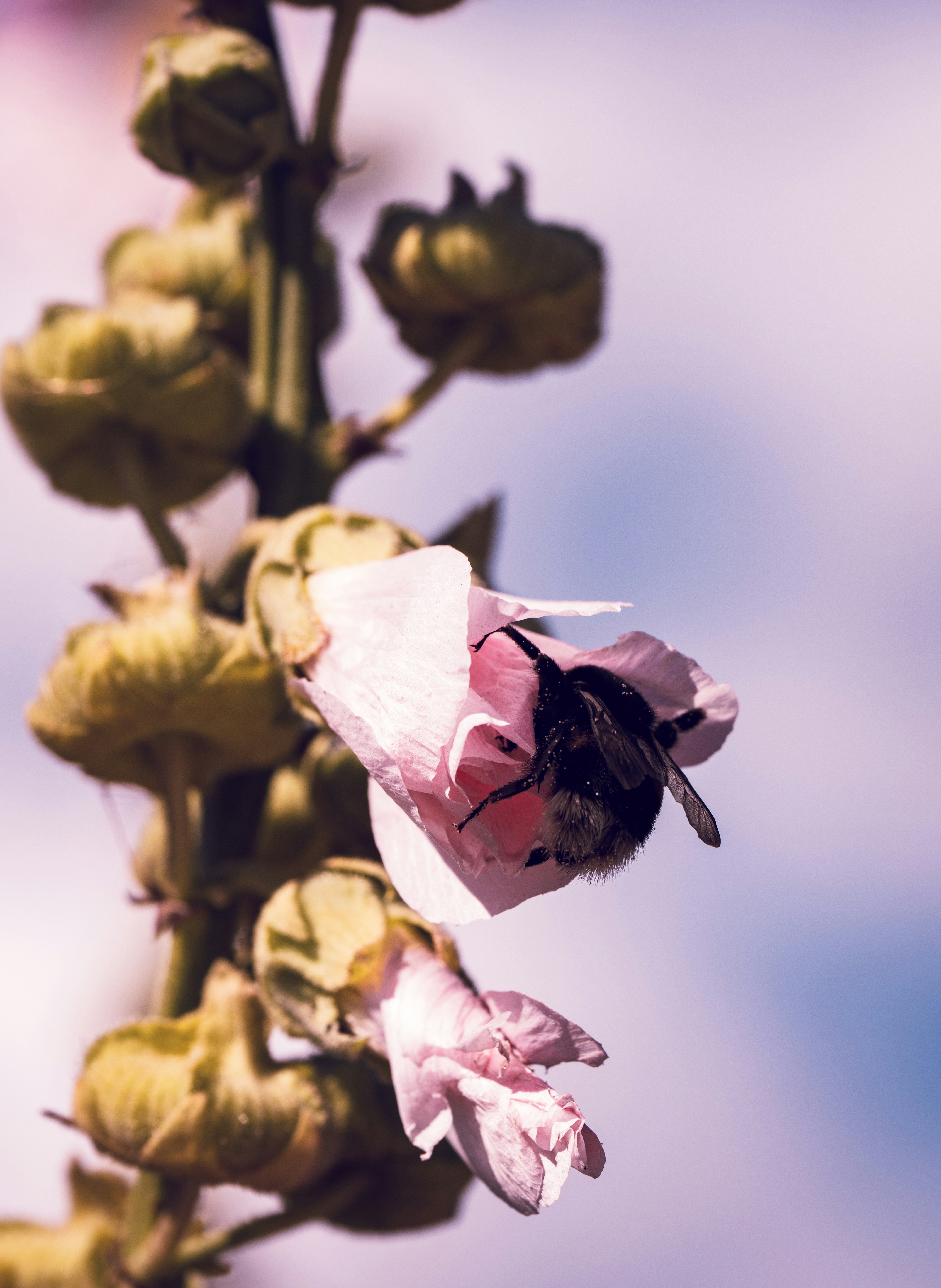 Pink Flower Spike with a Bee: A Close-up of Pollinator at Dusk