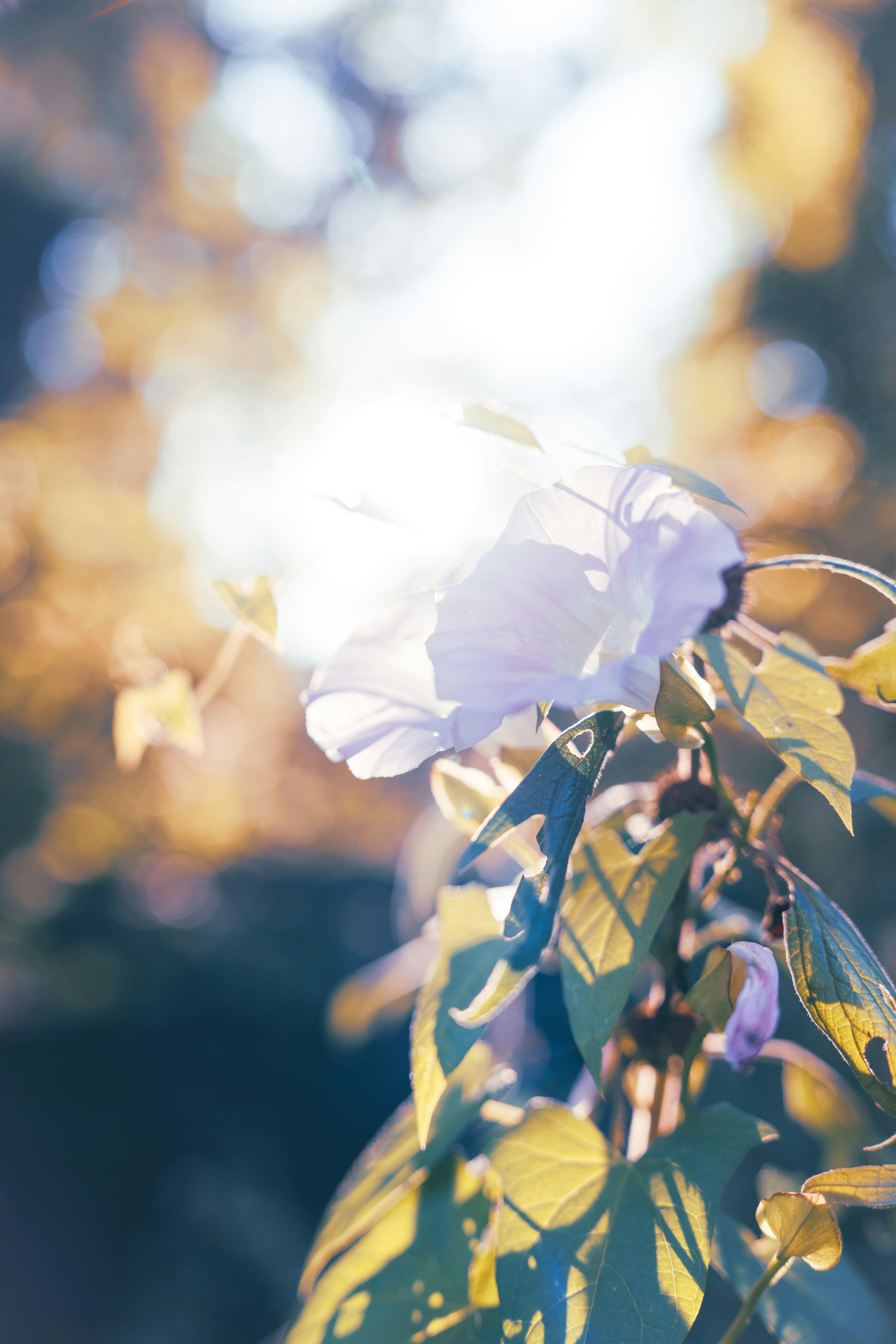 Backlit Blooms: Sunlit Petals and Soft Focus in Autumn Light