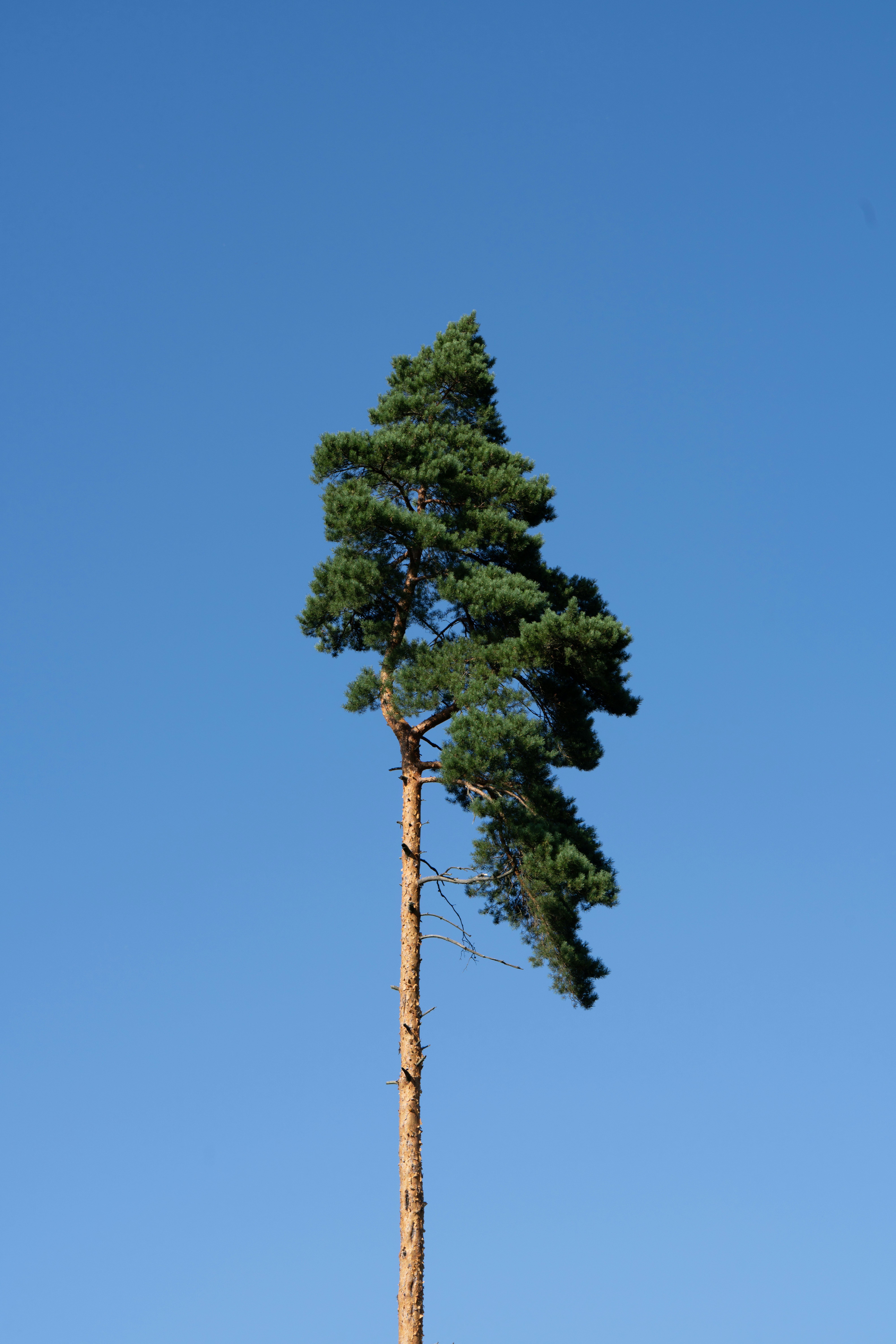Lone Pine Reaching Toward a Blue Vault