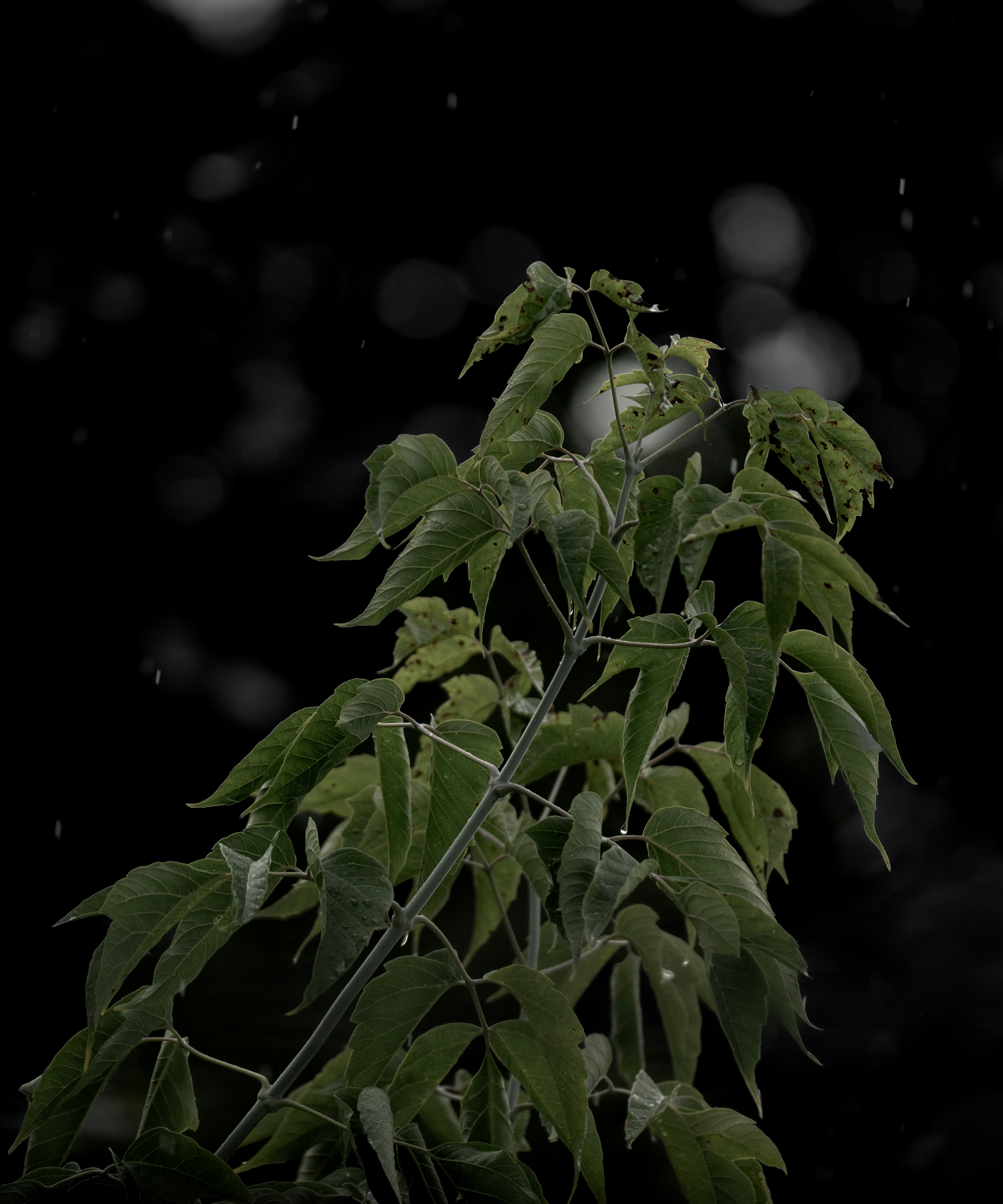 A close-up of a green branch with leaves against a deep black background, captured in low light to emphasize texture and contrast. The image reads as a natural study rather than a scene with background context.