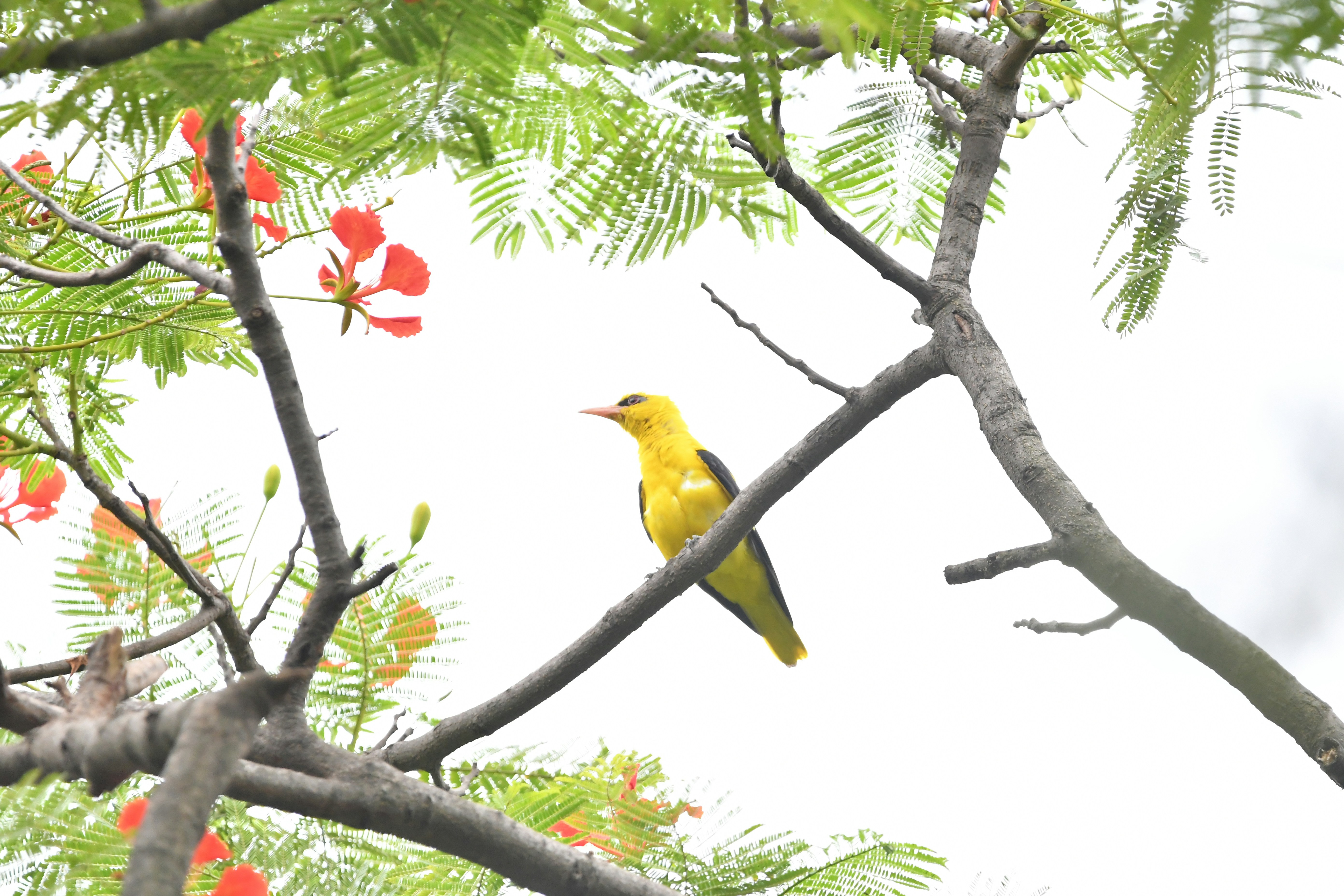 Silent Yellow Singer in a Green Canopy