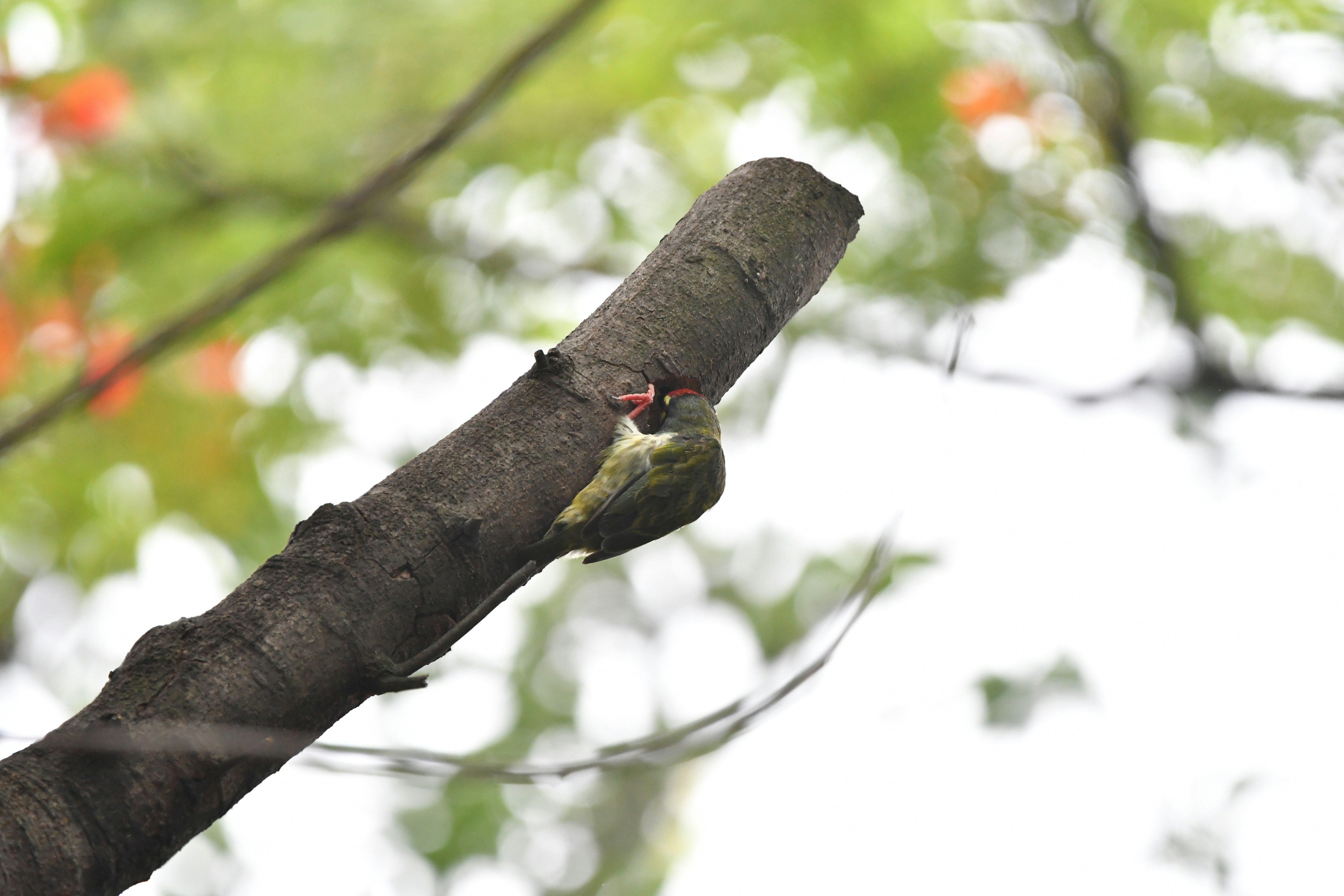 Red-cheeked Warbler on a Branch: A Moment of Sharpness and Soft Backdrop