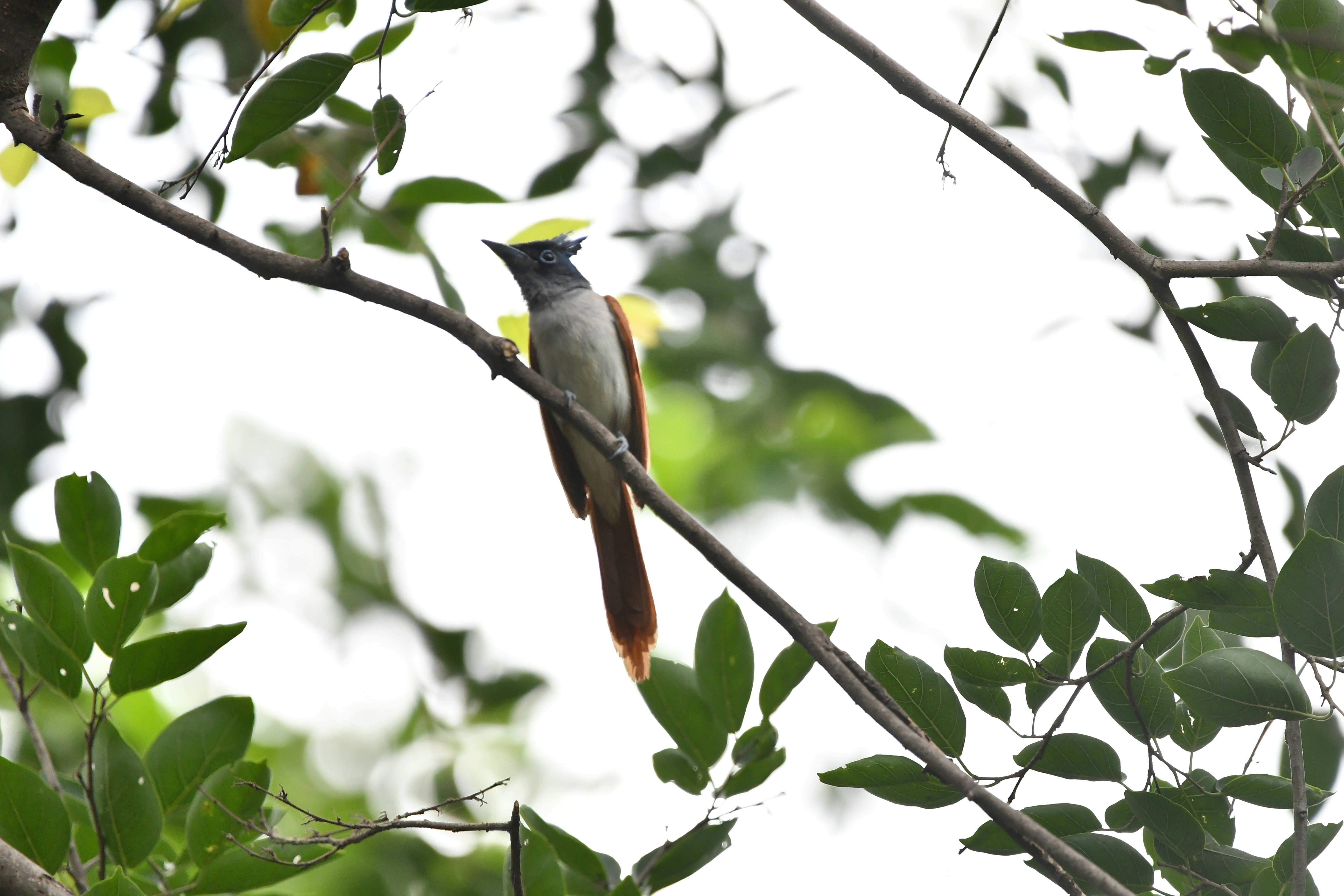 Tail-Tipped Watcher: A Long-Tailed Bird perches on a slender branch