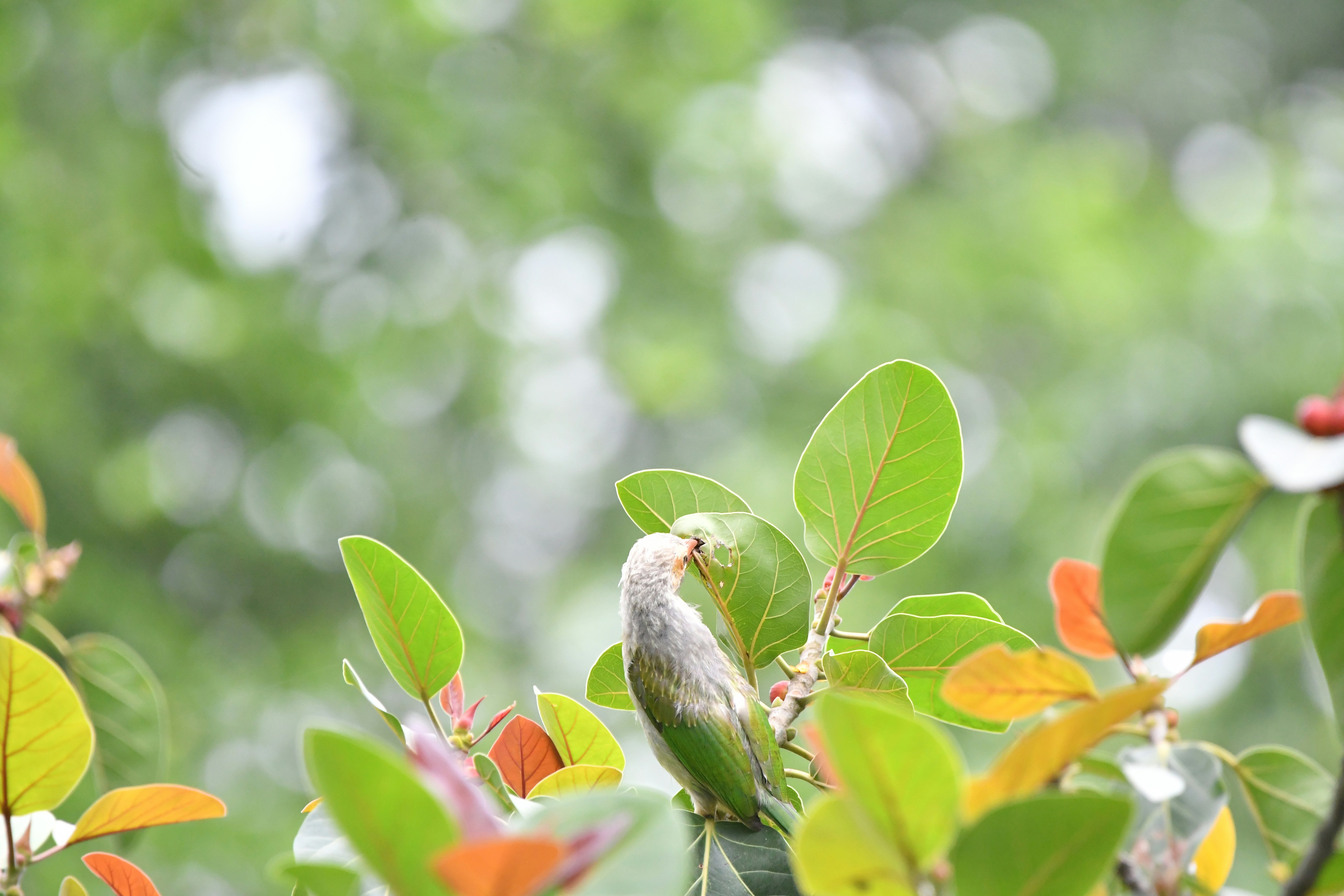 Tiny Songster in Sunlit Foliage