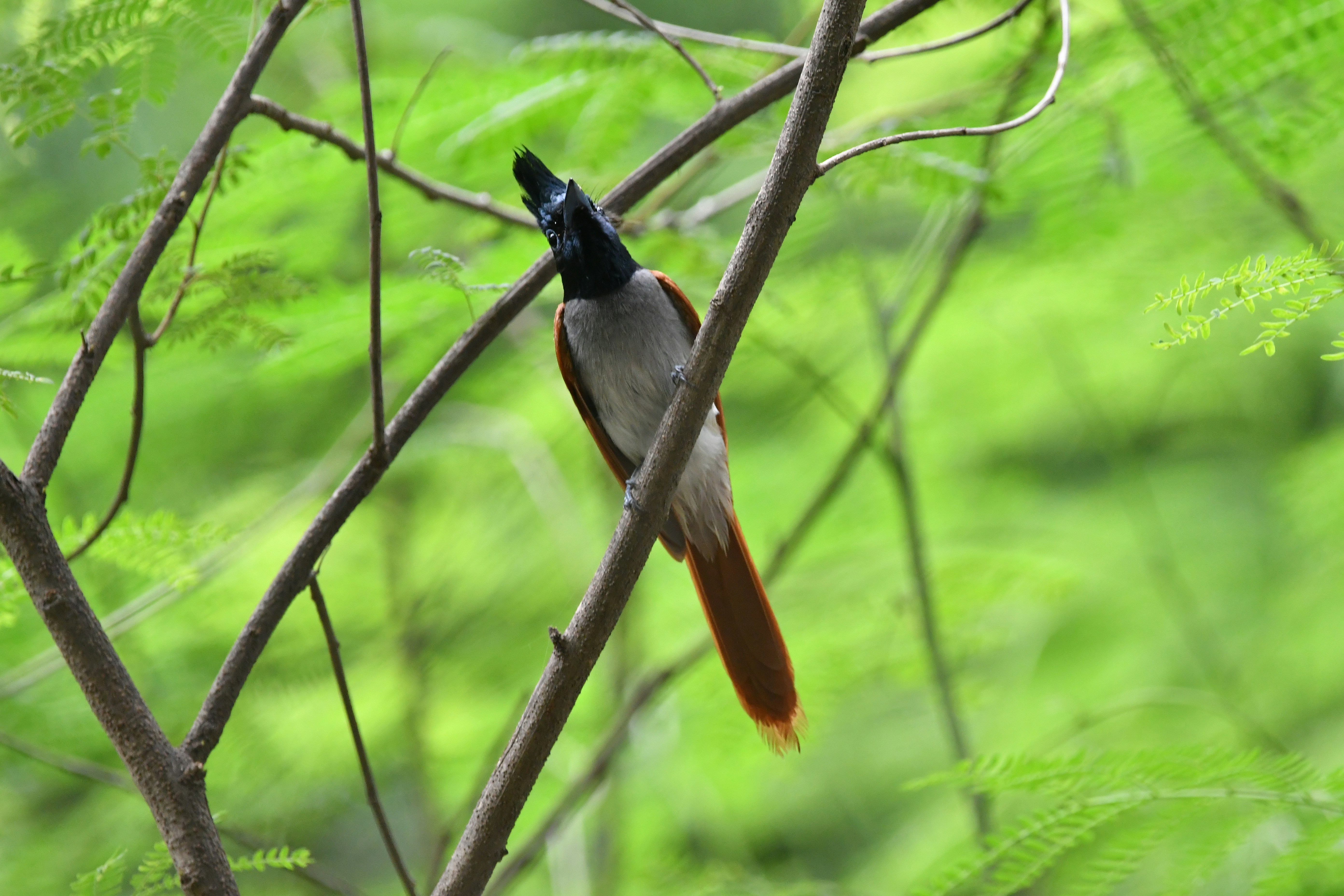 Scarlet-tailed Thrush Amid Fresh Spring Foliage