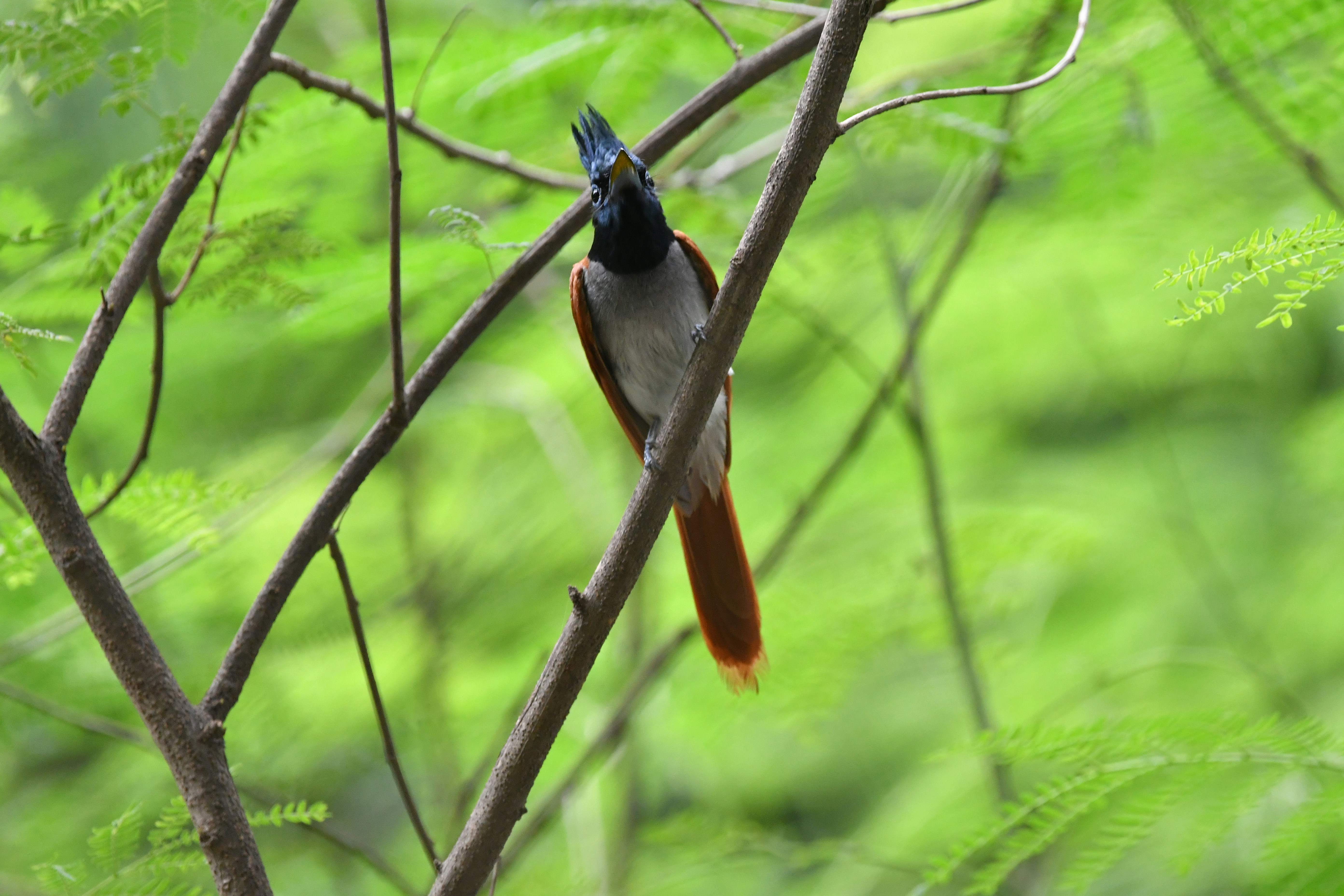 Red-tailed Kingfisher paused on a twig amid emerald blur