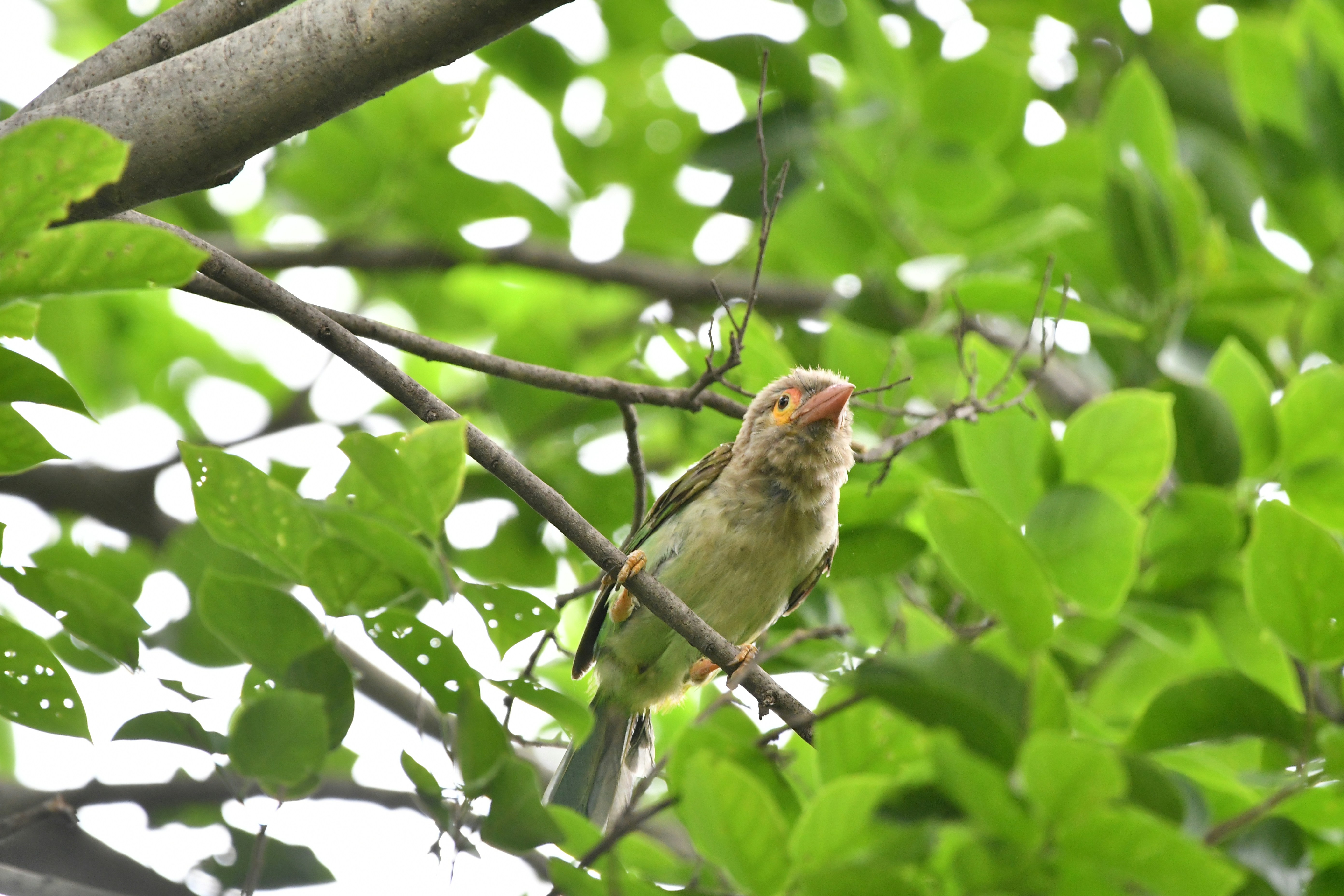 Tiny Songbird on a Green Stage