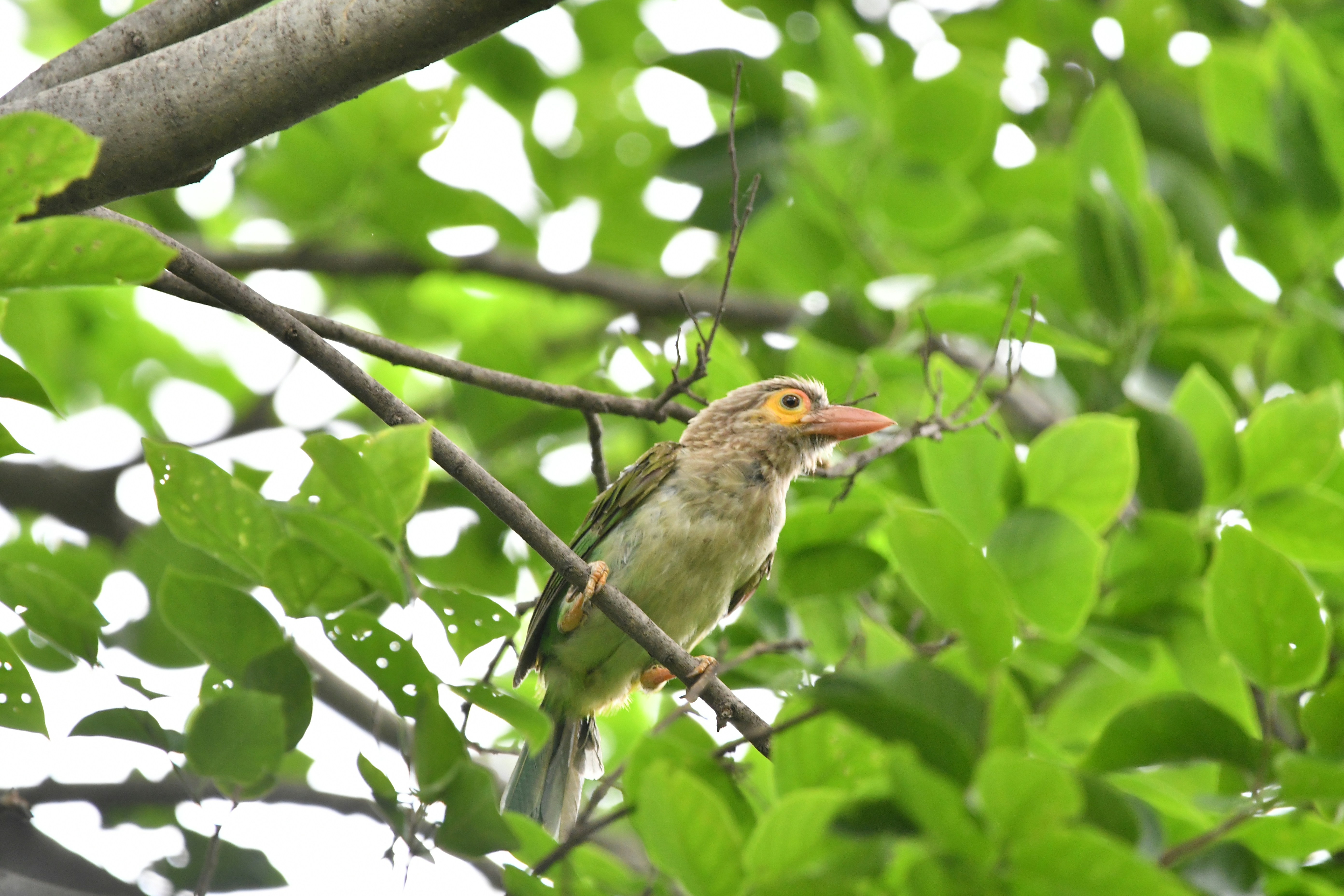 Small Perch: A Warbler in Verdant Canopy