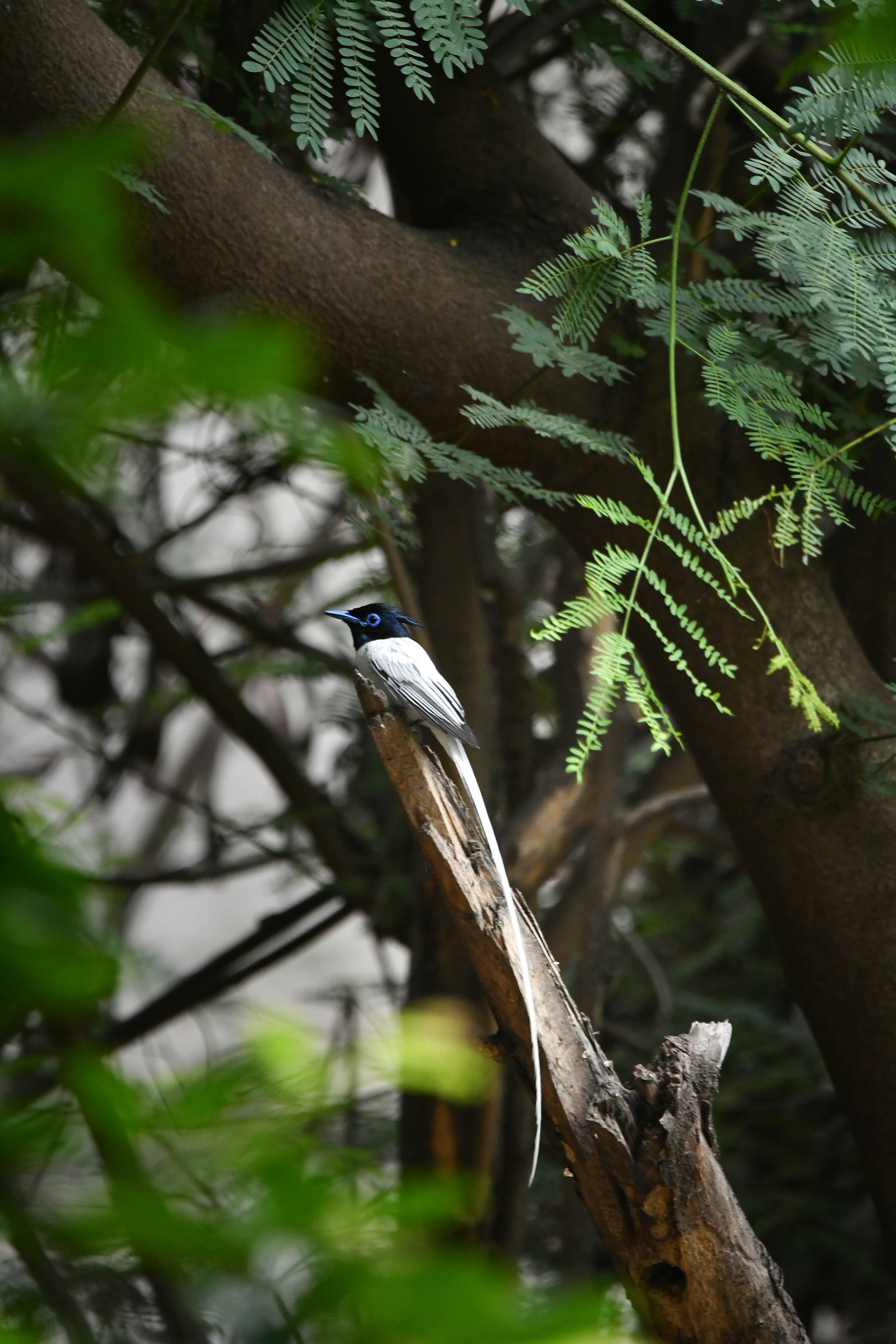 Black-capped Flycatcher perched on a weathered branch amid green tendrils