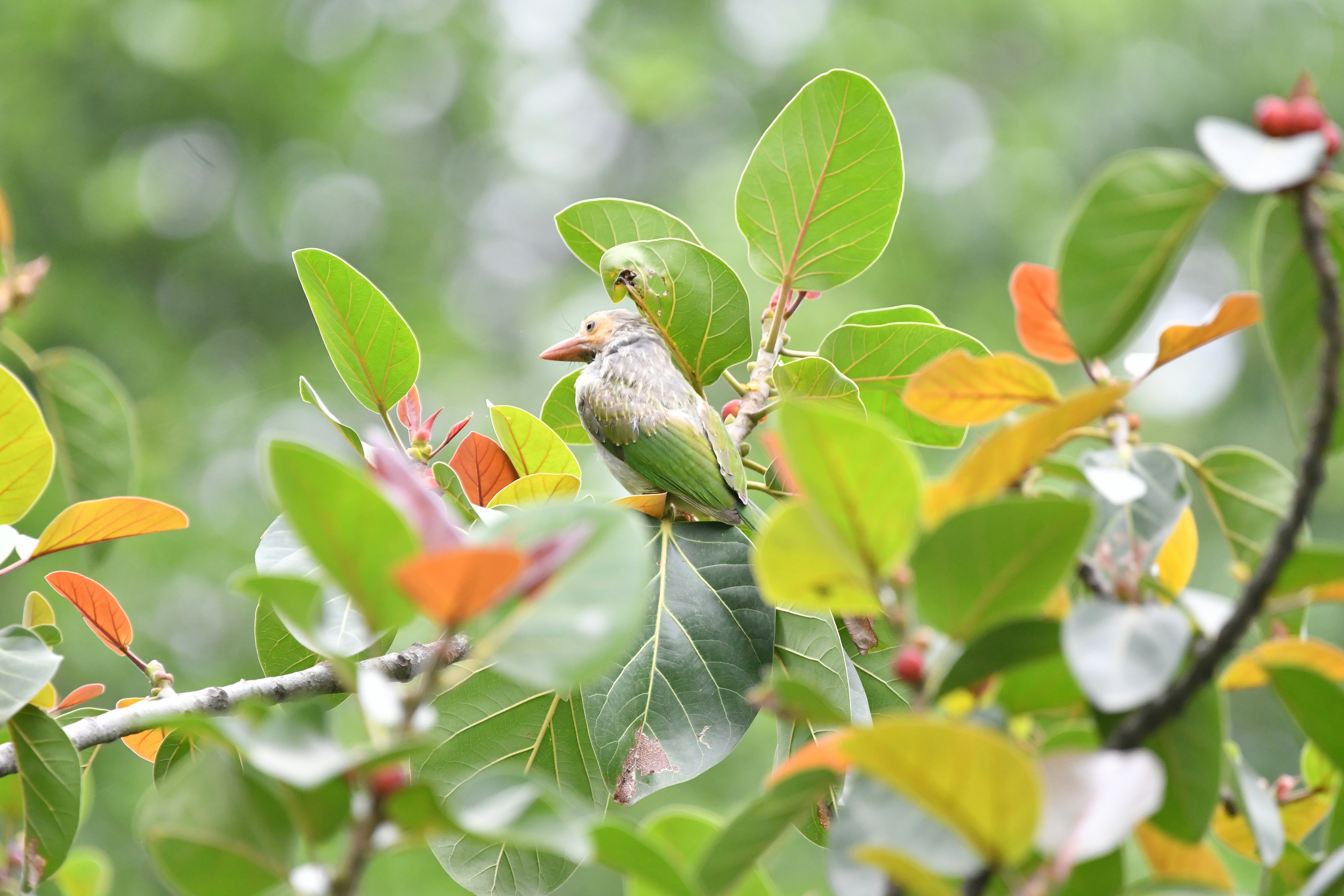 Green-tinged Songbird Amid Autumn Leaves