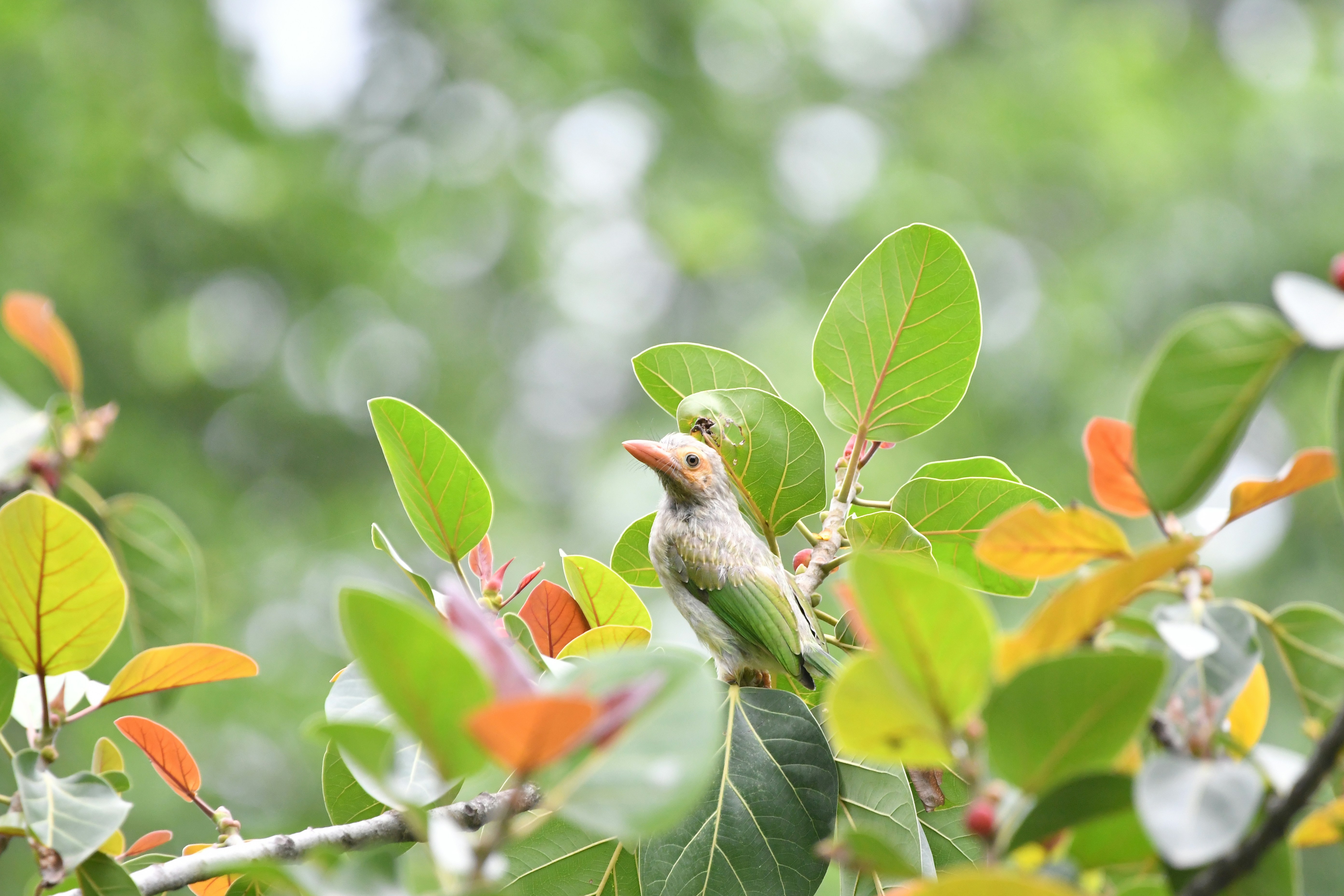 Emerald Perch: A Small Songbird Anchored by Spring’s Leafy Canvas