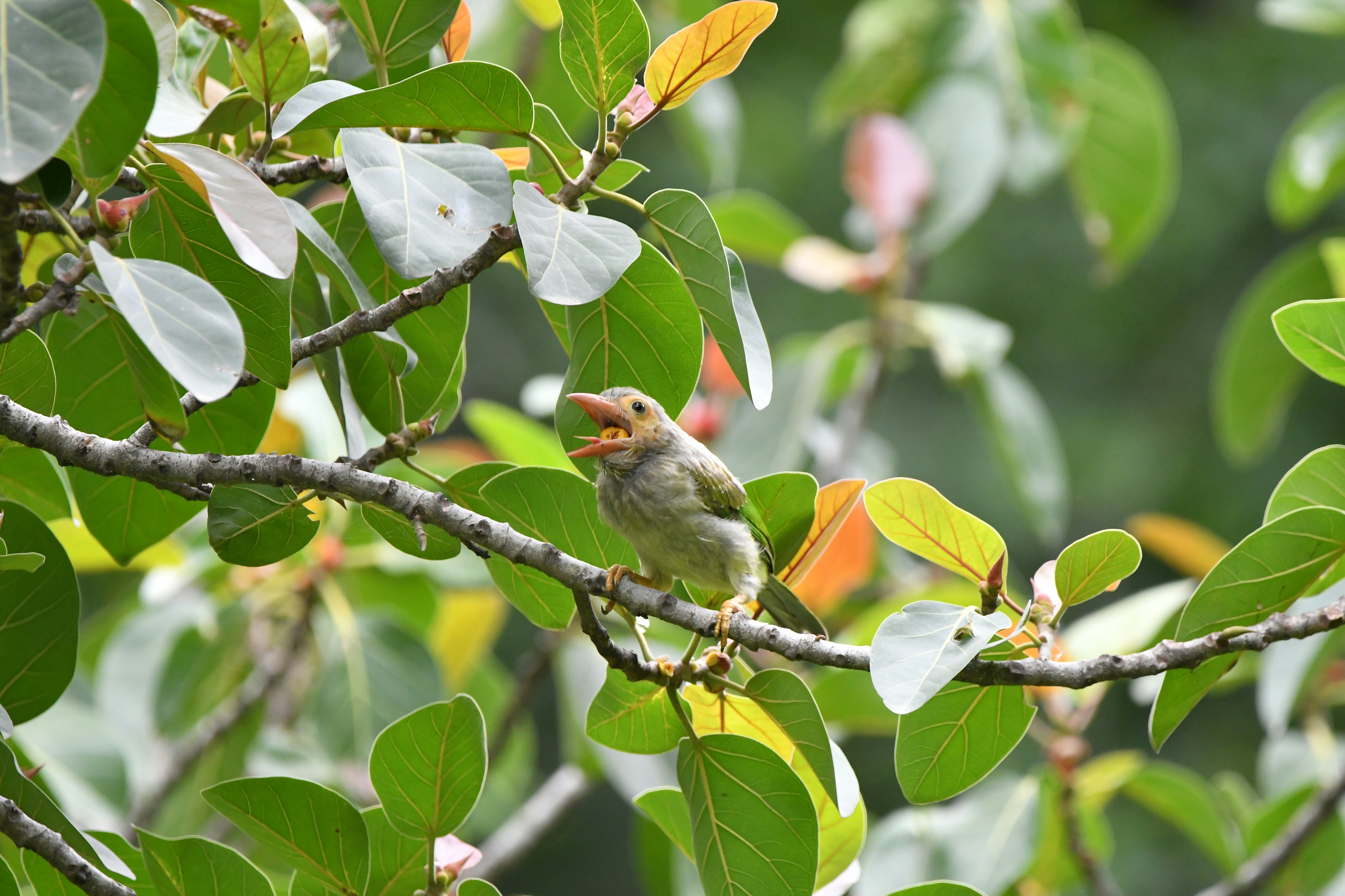 Tiny Ember Songbird on a Sunlit Branch