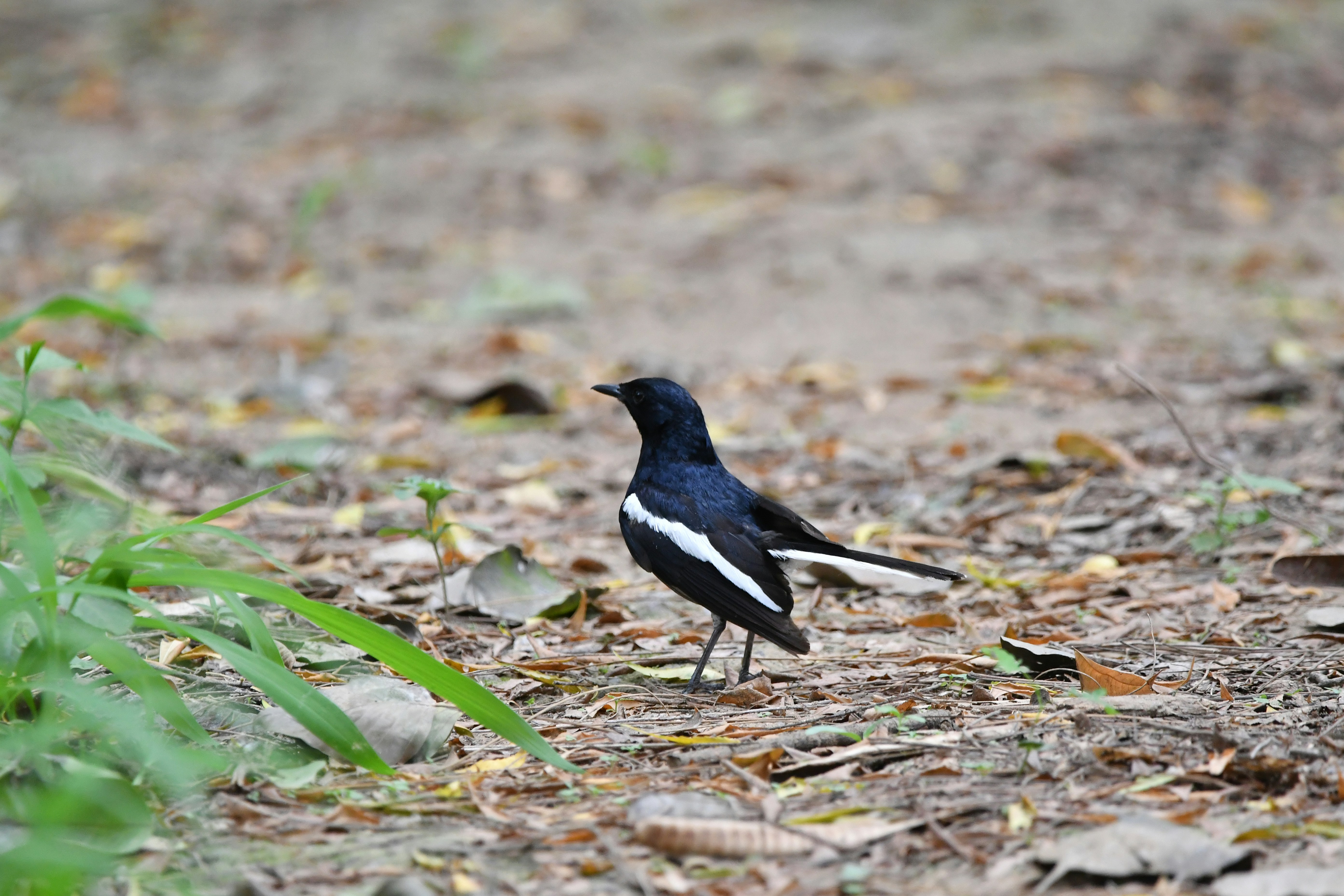Black-and-White Elegance: A Field Fairy-Tale Magpie on Foliage