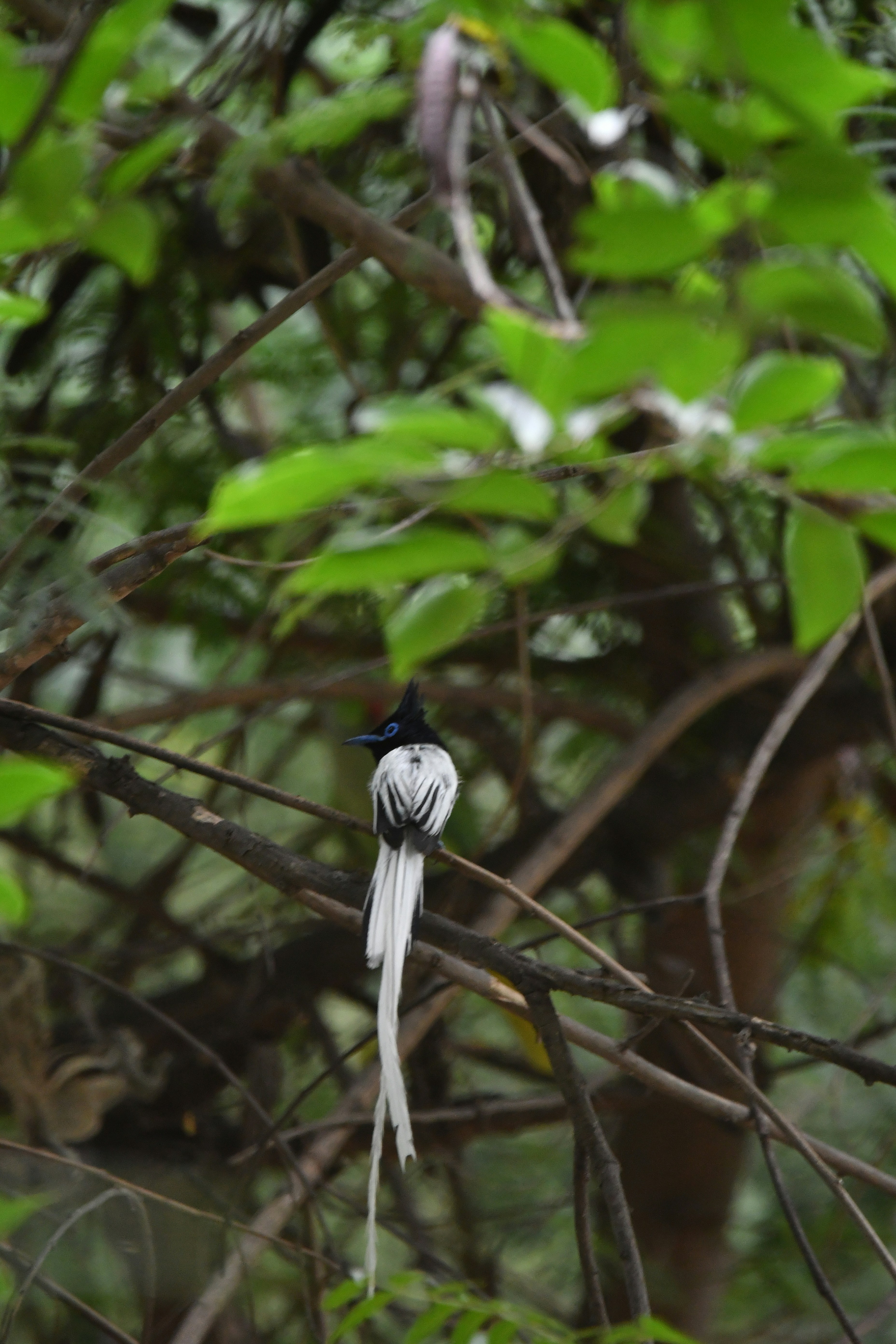 Long-tailed Songbird Adrift Among Green Veil