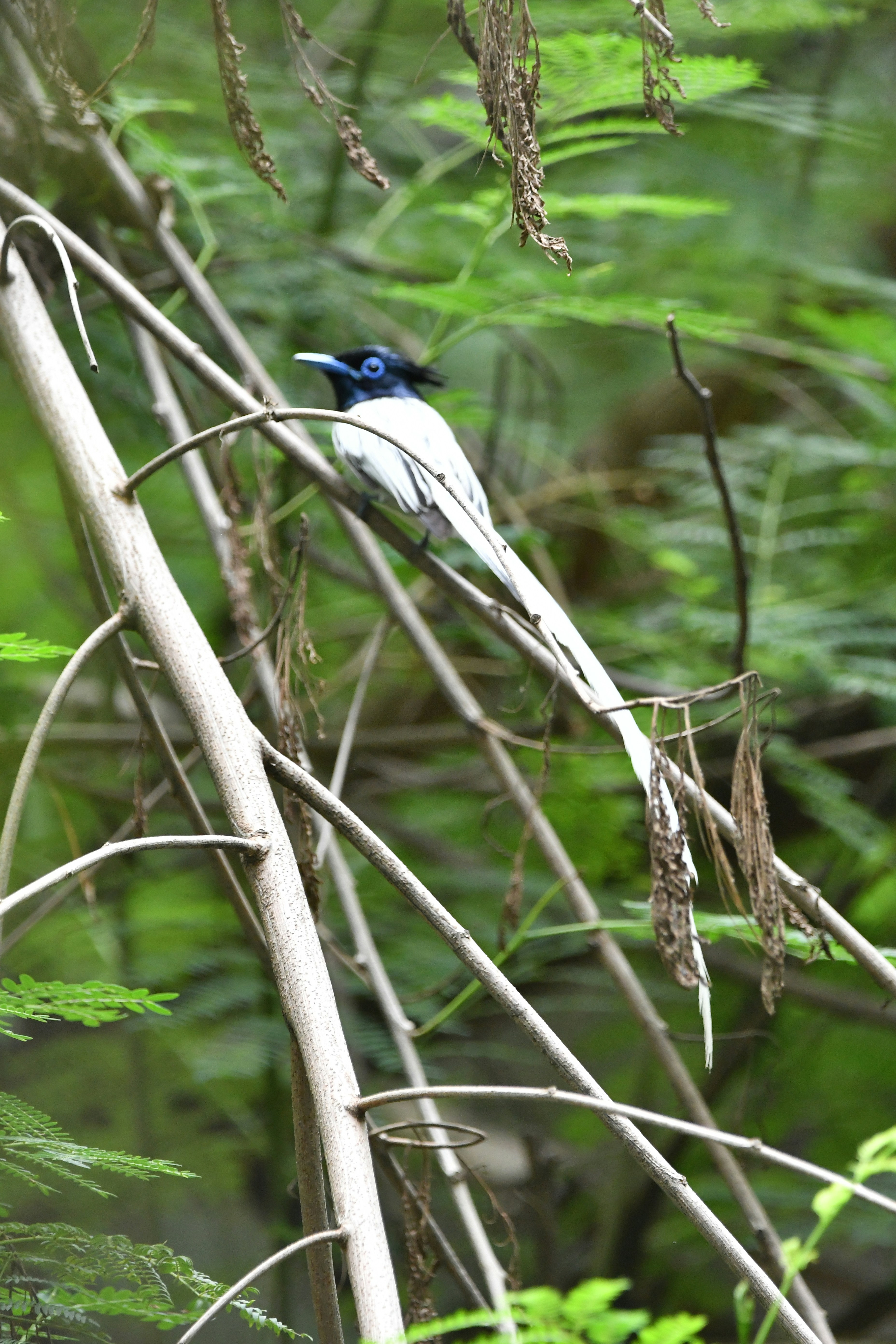 Blue-eyed Vireo Among Mossy Tendrils