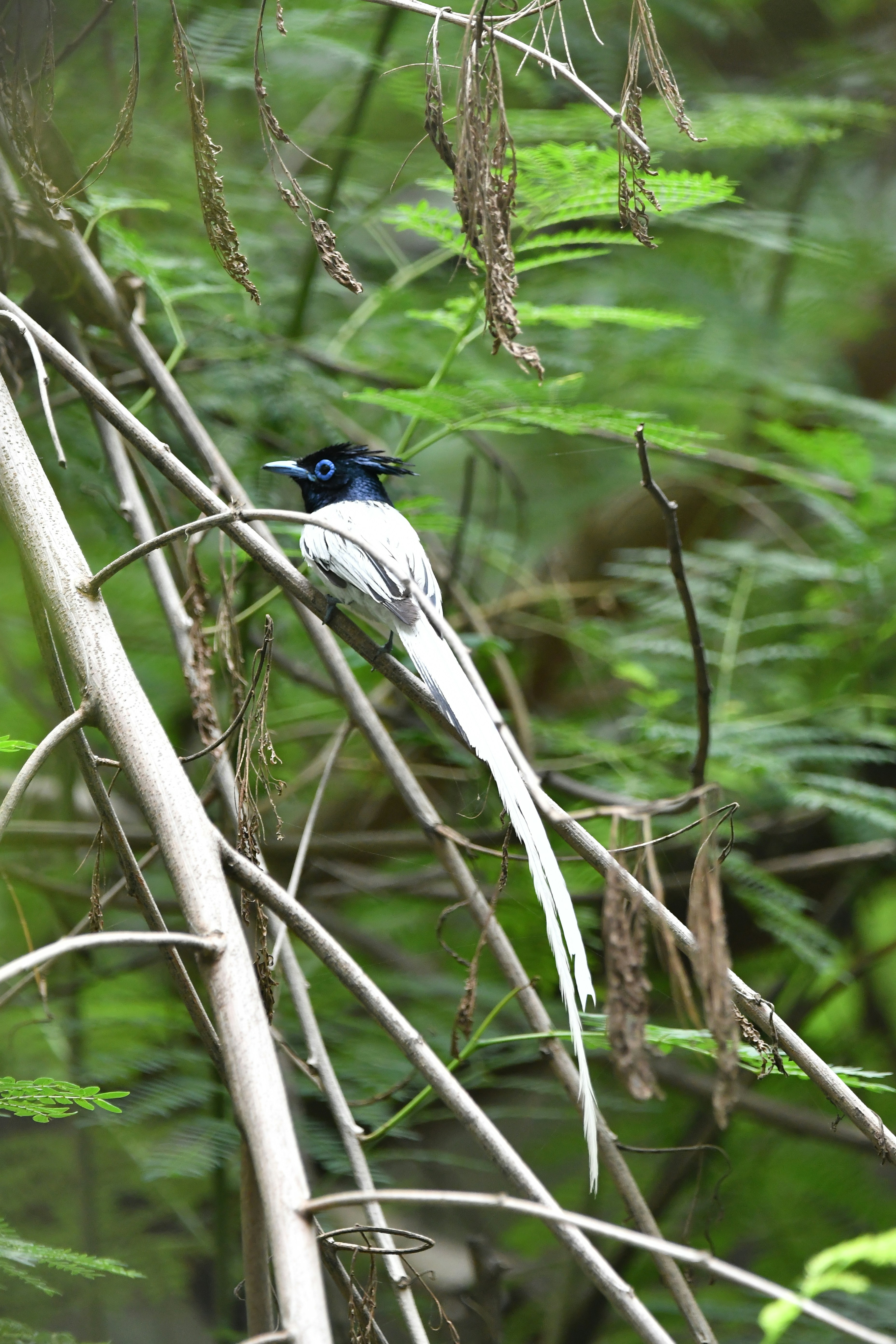 Black-and-White Magpie Perched among Green Tendrils