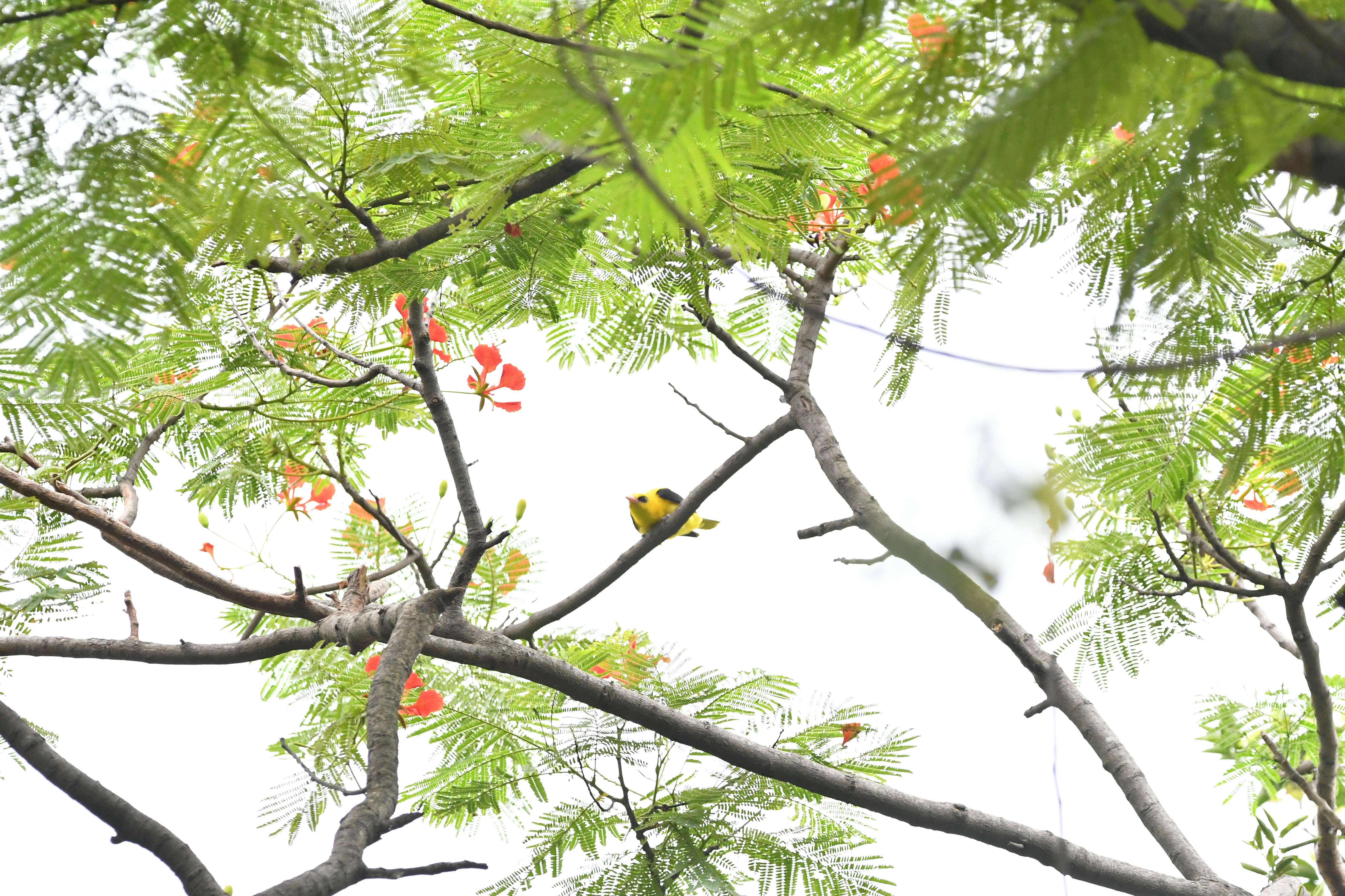 Yellow Warbler in a Bright Canopy