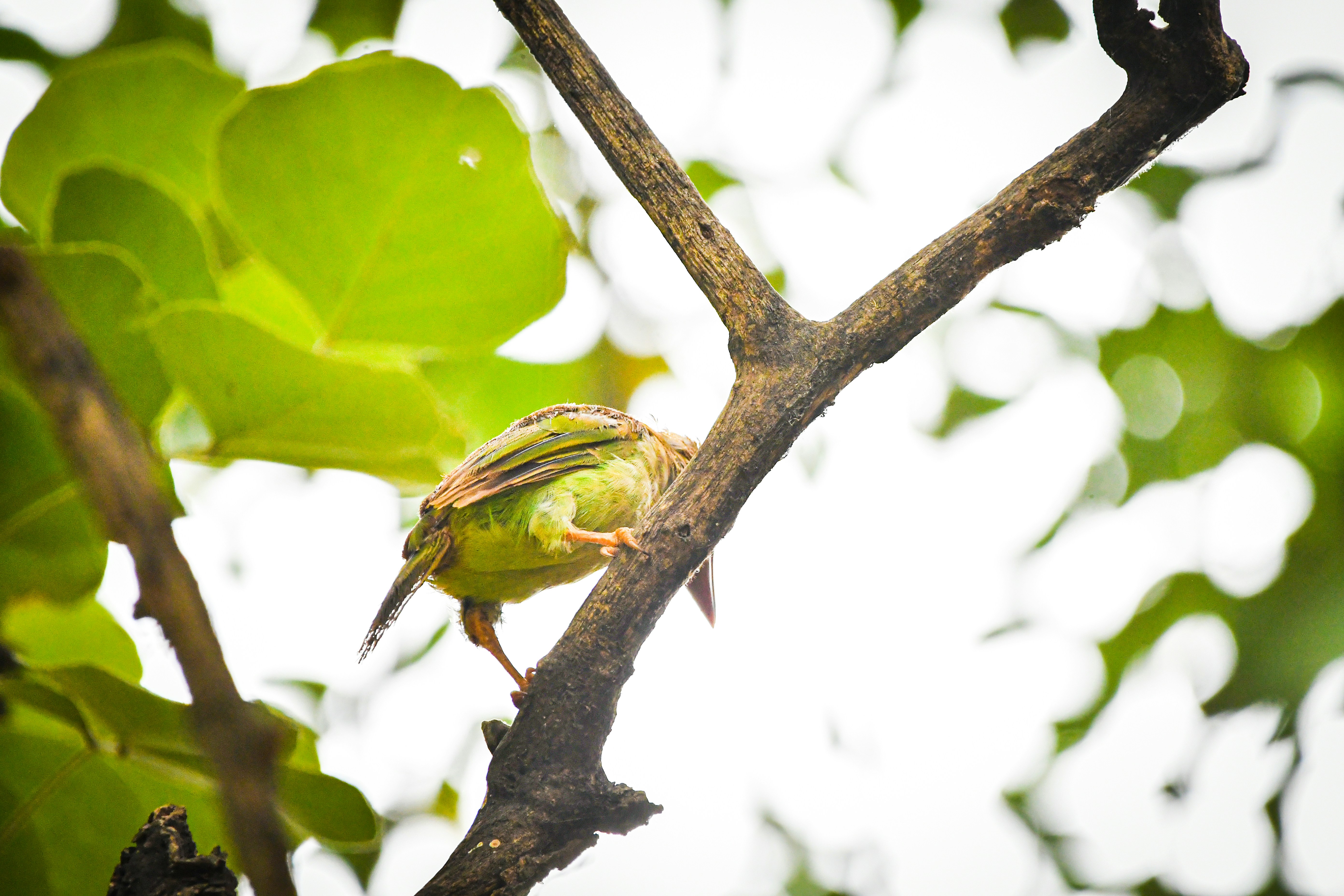 A Lime-Hued Visitor Balances on a Leafy Limb