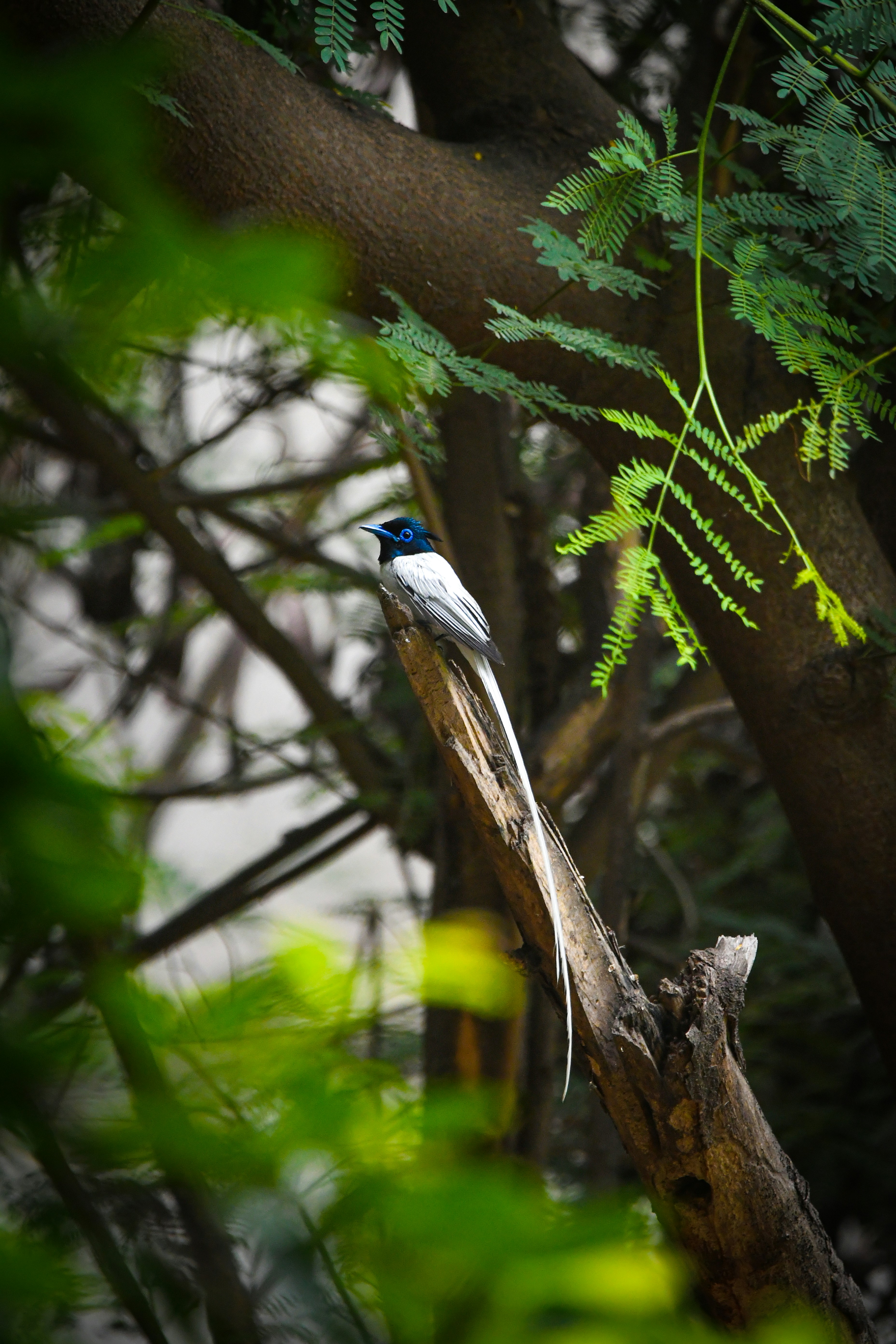 Azure-throated Singer on a Weathered Branch