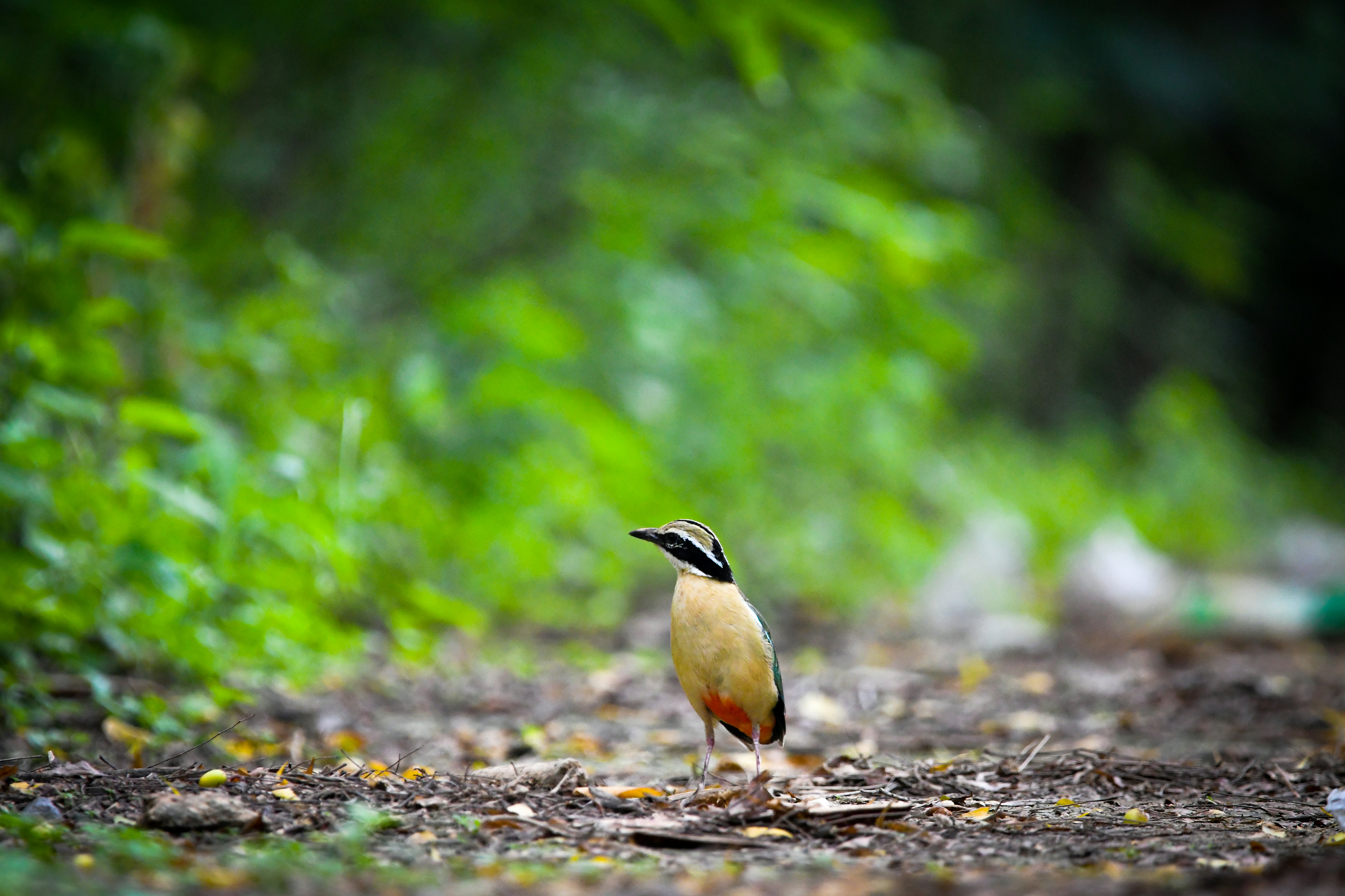 Grounded in Focus: A Forest Ground-Runner Under Dappled Canopy