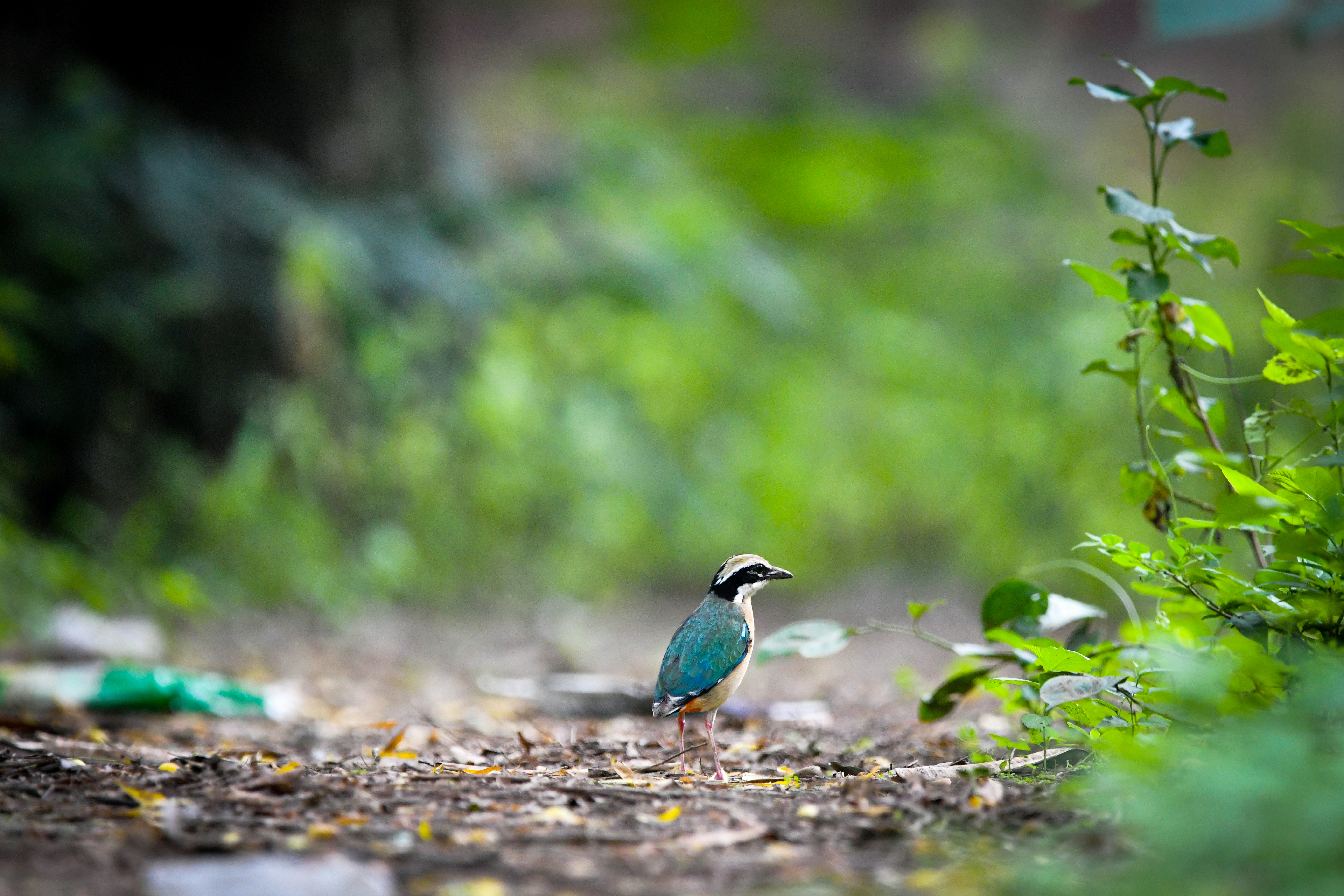 Azure-hooded Kingfisher in a Quiet Forest Path