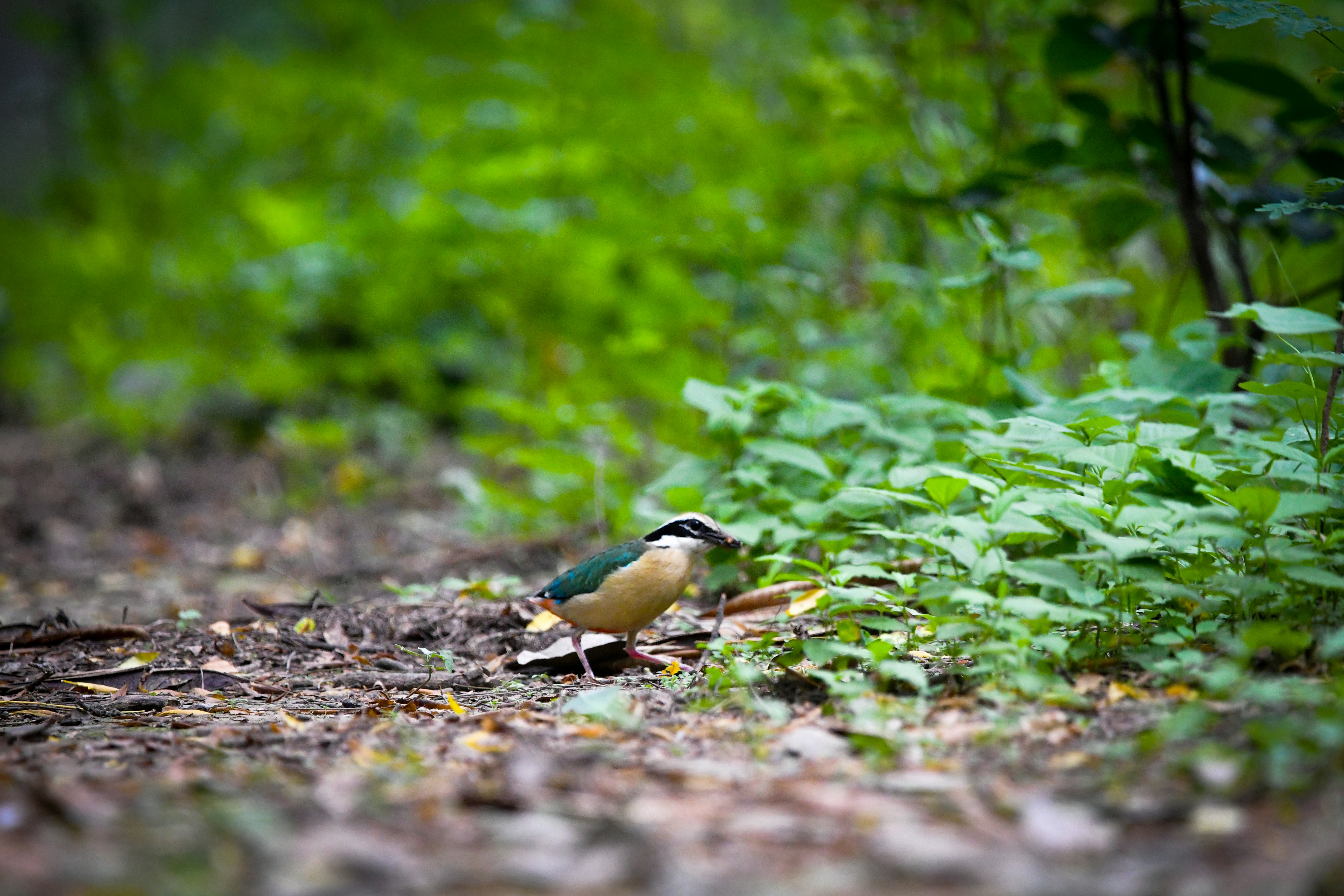 A small bird stands on a leaf-strewn forest floor with green foliage in the background, captured in natural light. This is a photographic scene featuring a living bird in its habitat.