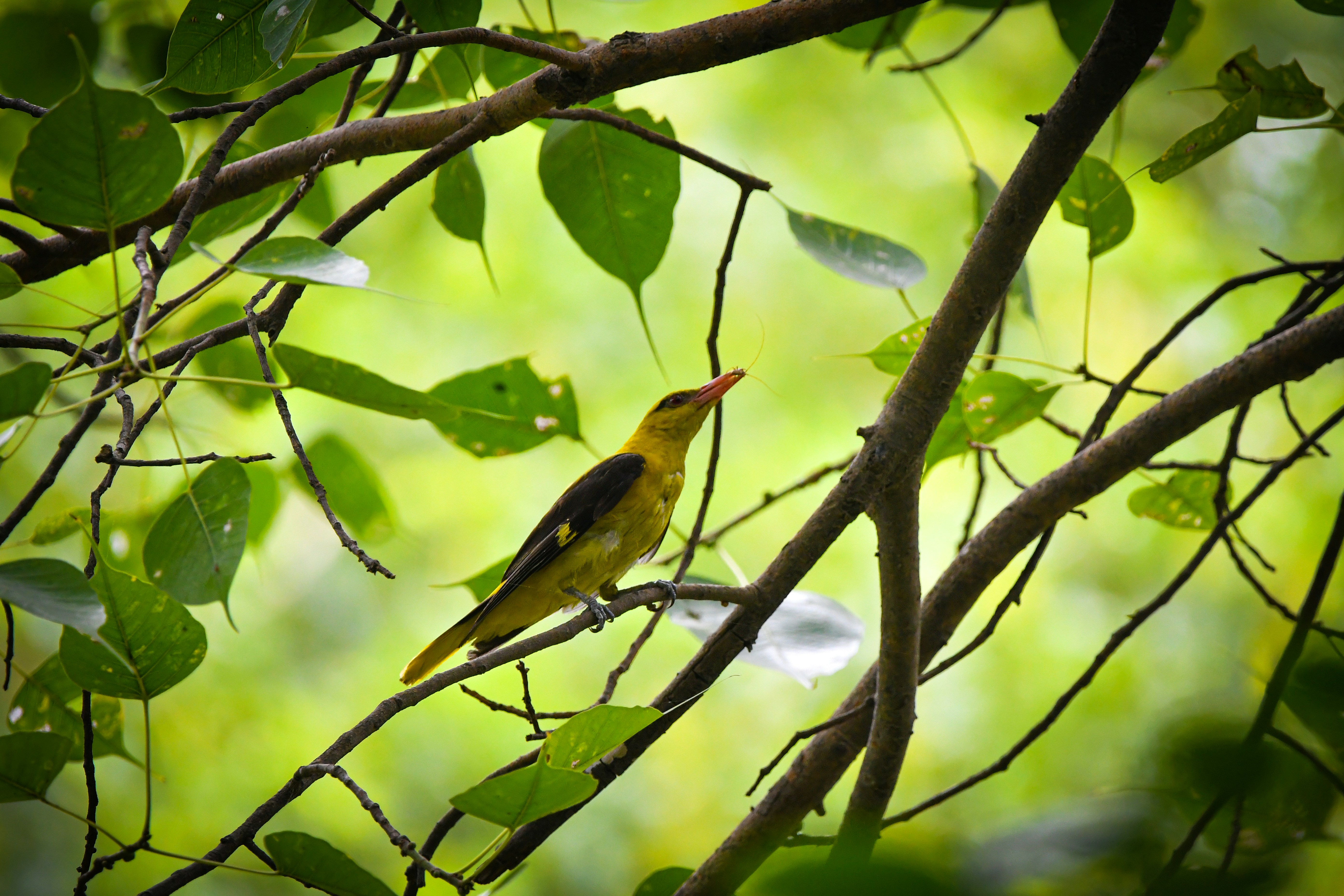Scarlet Songbird on a Sunlit Branch
