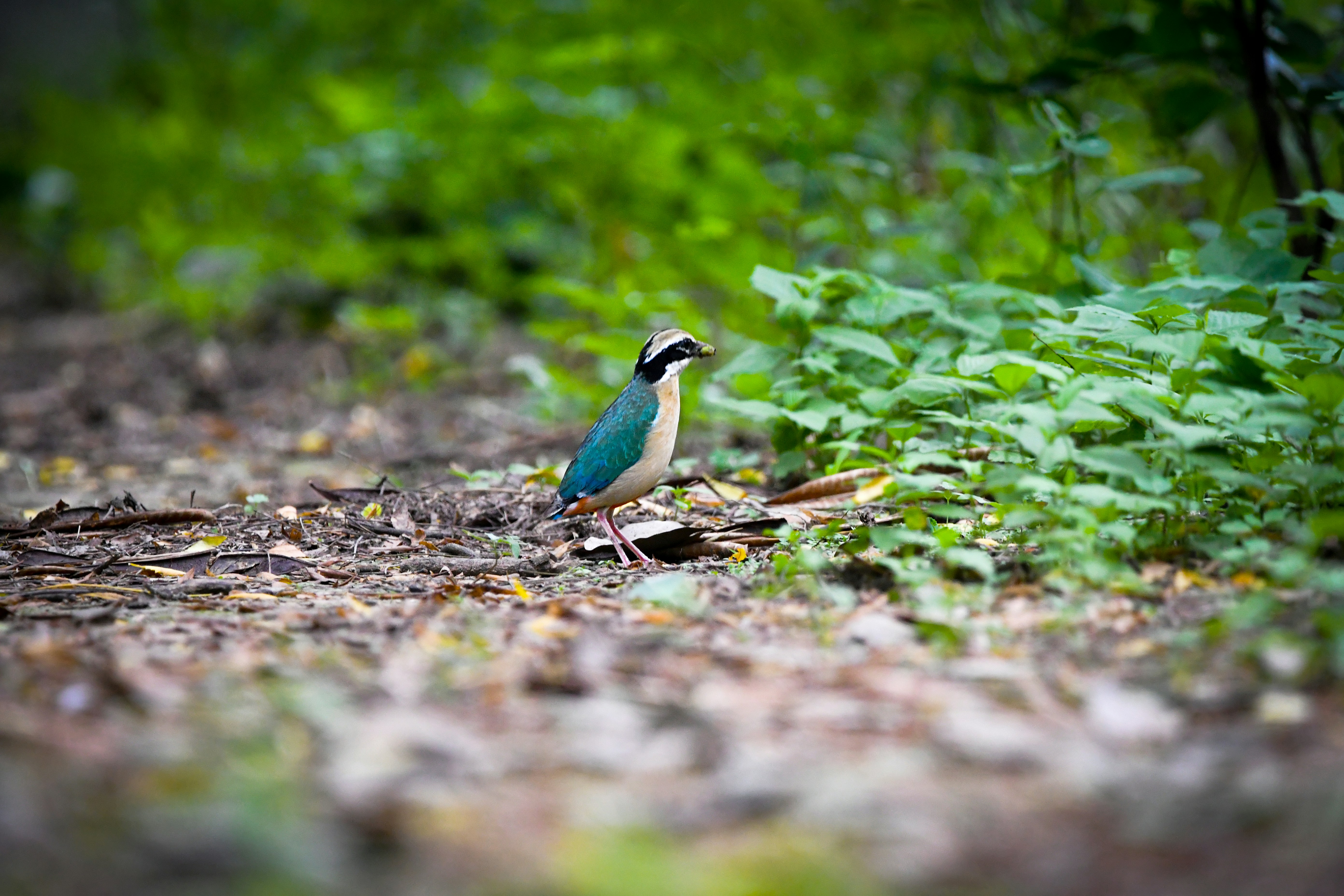 Blue-eared Kingfisher on leaf-strewn forest floor