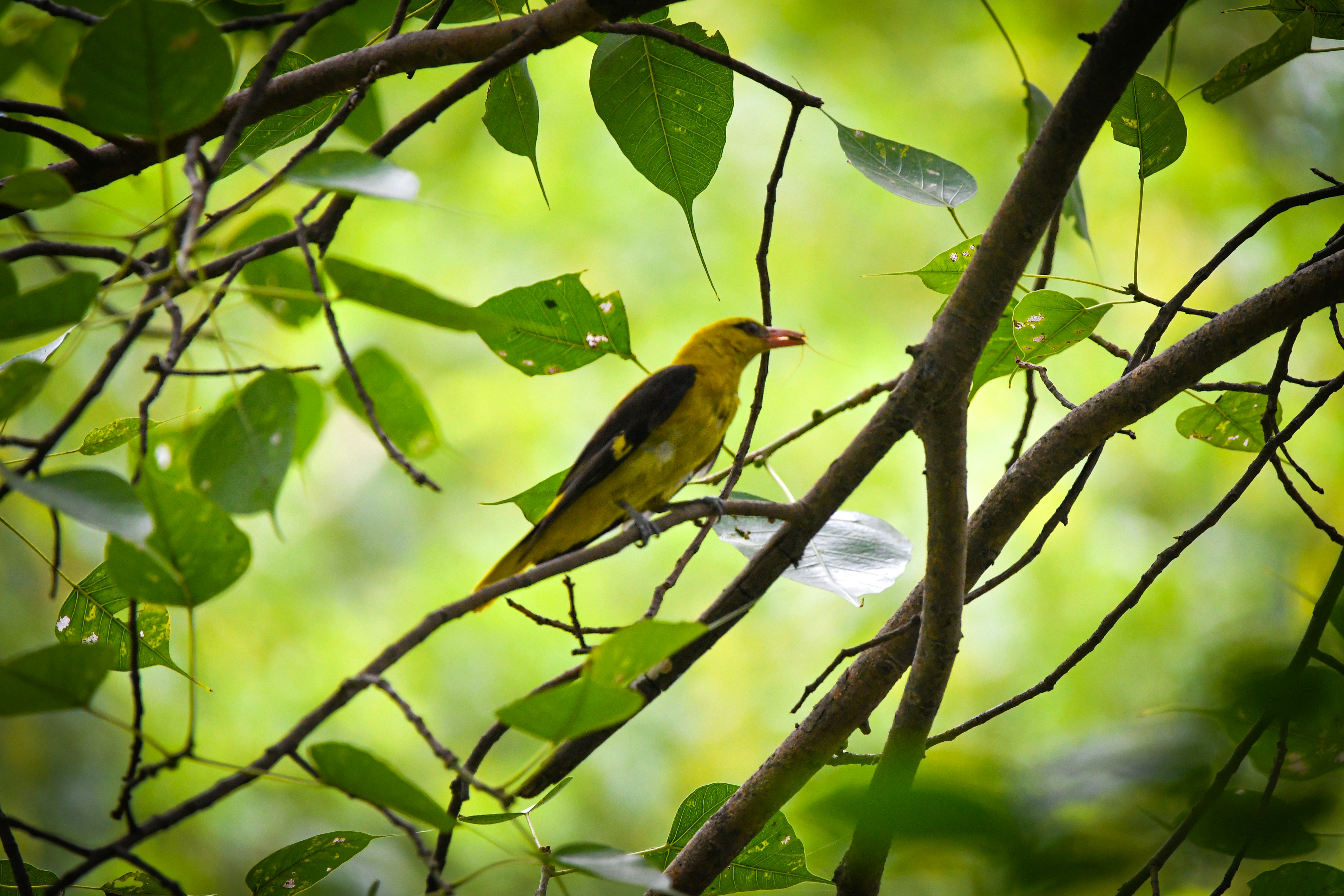 Yellow Warbler in a Sunlit Green Canopy